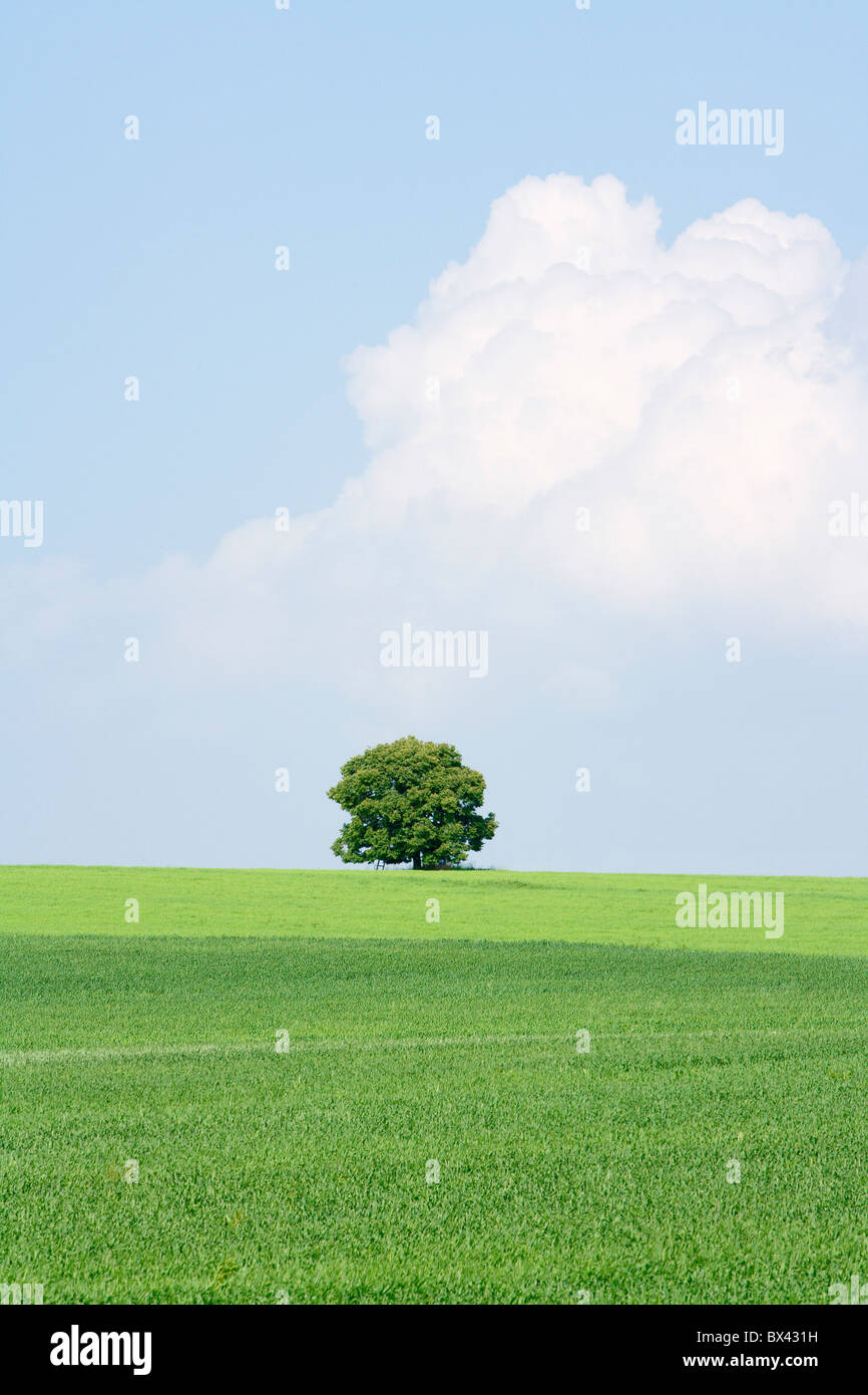 single tree individual empty field fields agriculture scenery landscape ...