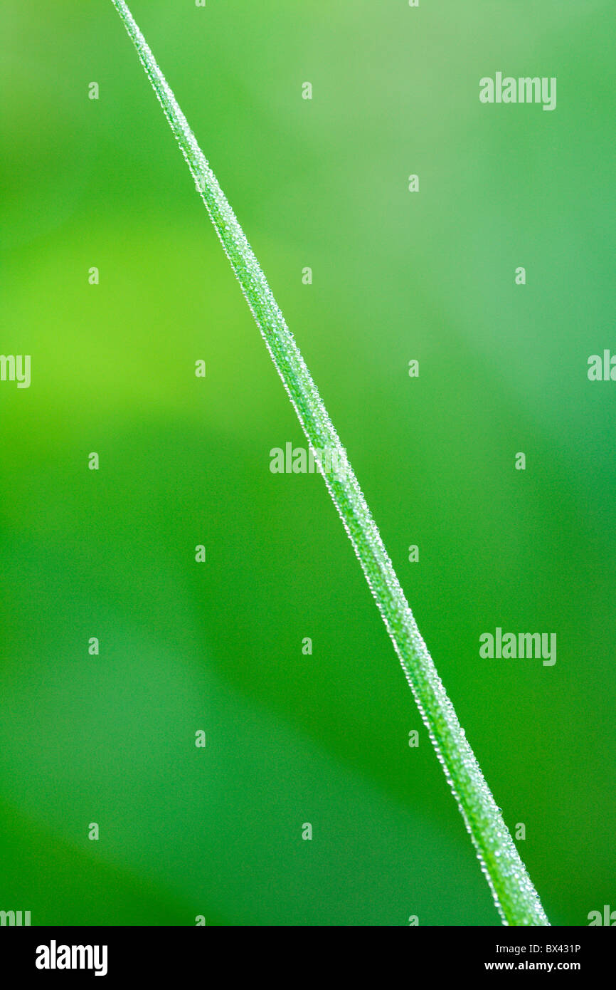 blade of grass dew rope drop water drop of water grass Stock Photo - Alamy