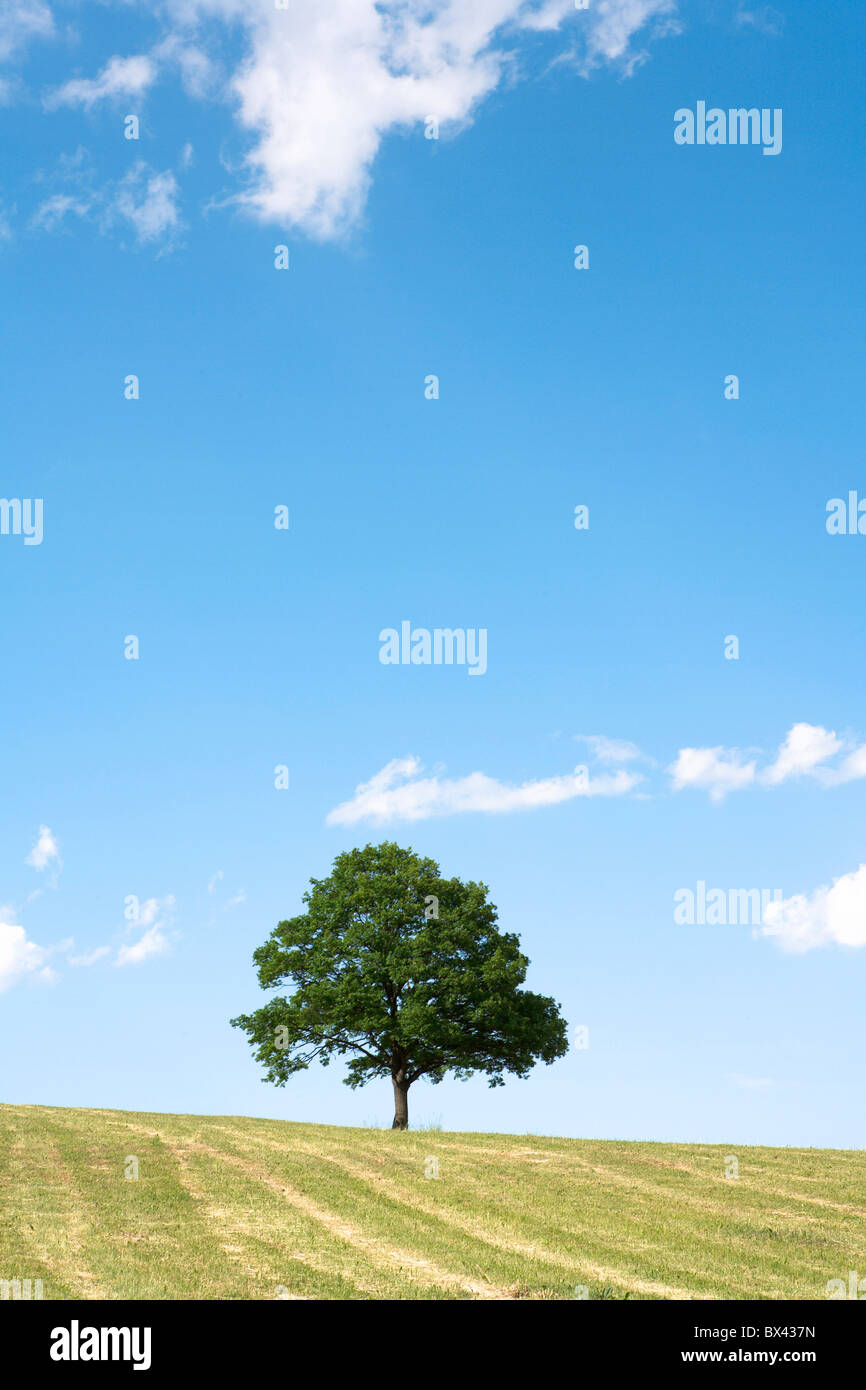 single tree individual empty field fields agriculture scenery landscape ...