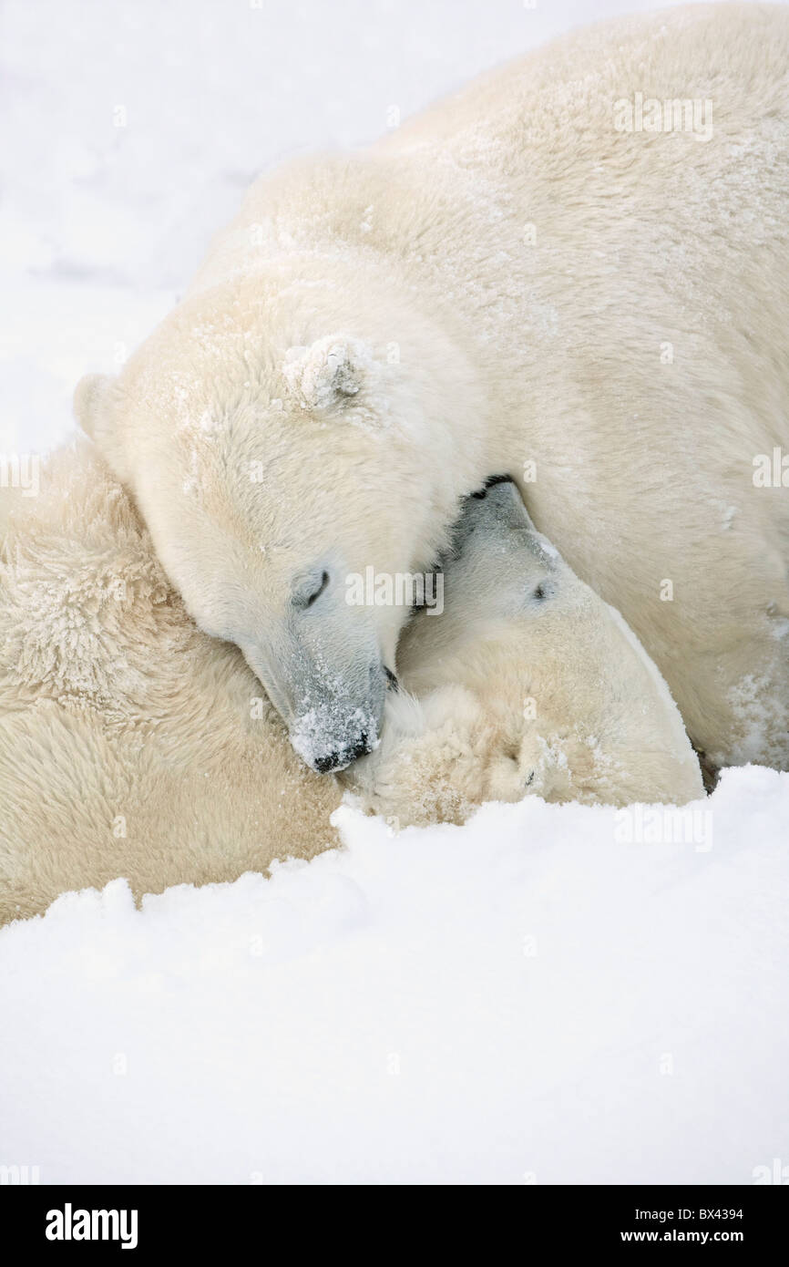 Where Do Polar Bears Sleep