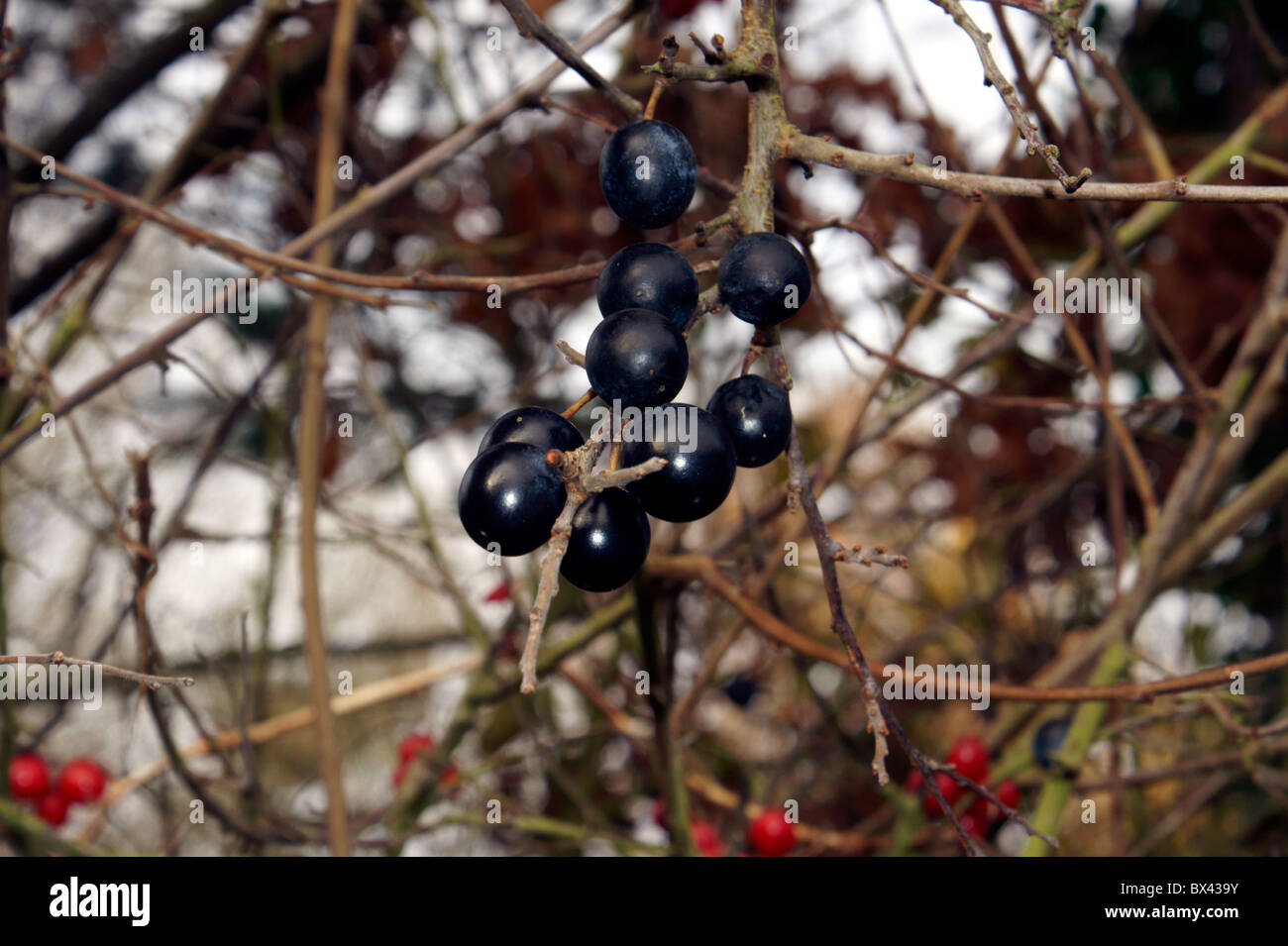 SLOE FRUIT (PRUNUS SPINOSA Stock Photo - Alamy
