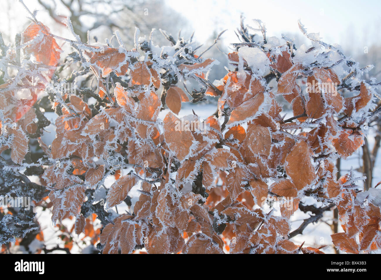 Beech leaf frost hi-res stock photography and images - Alamy