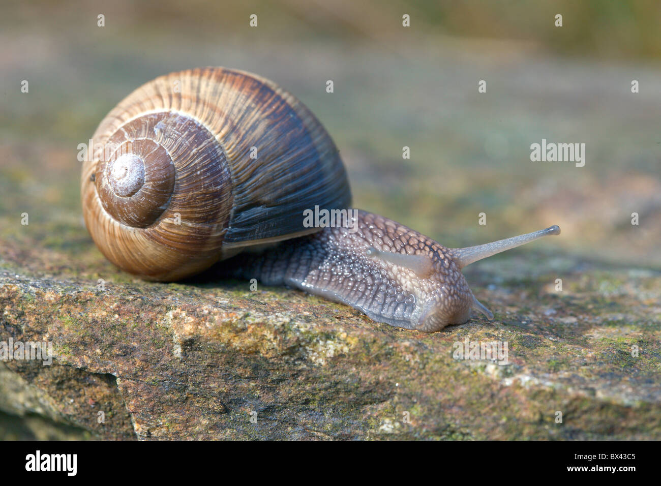 Animal escargot hi-res stock photography and images - Alamy