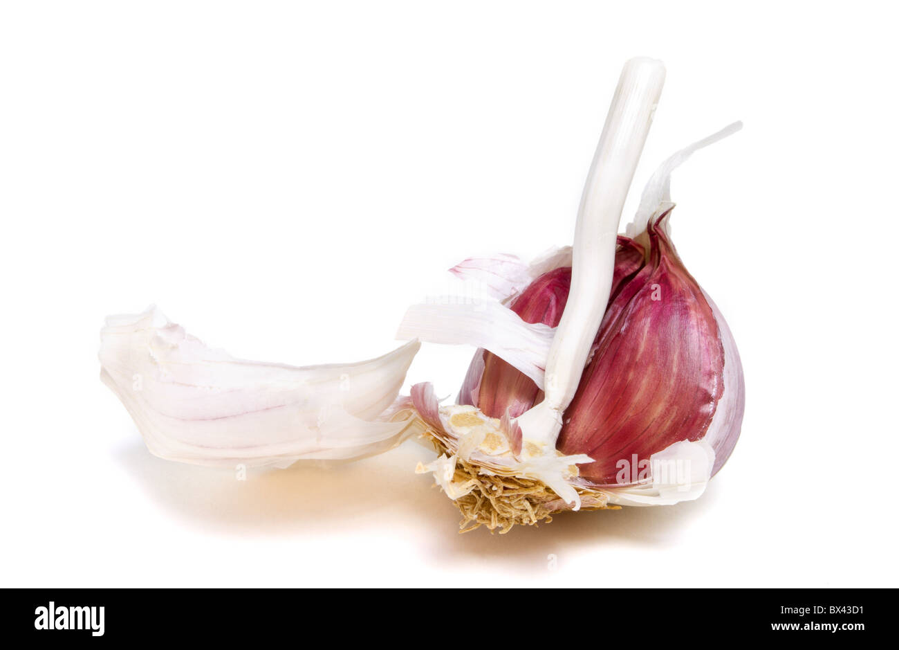 part used Garlic Bulb from low perspective isolated on white Stock ...