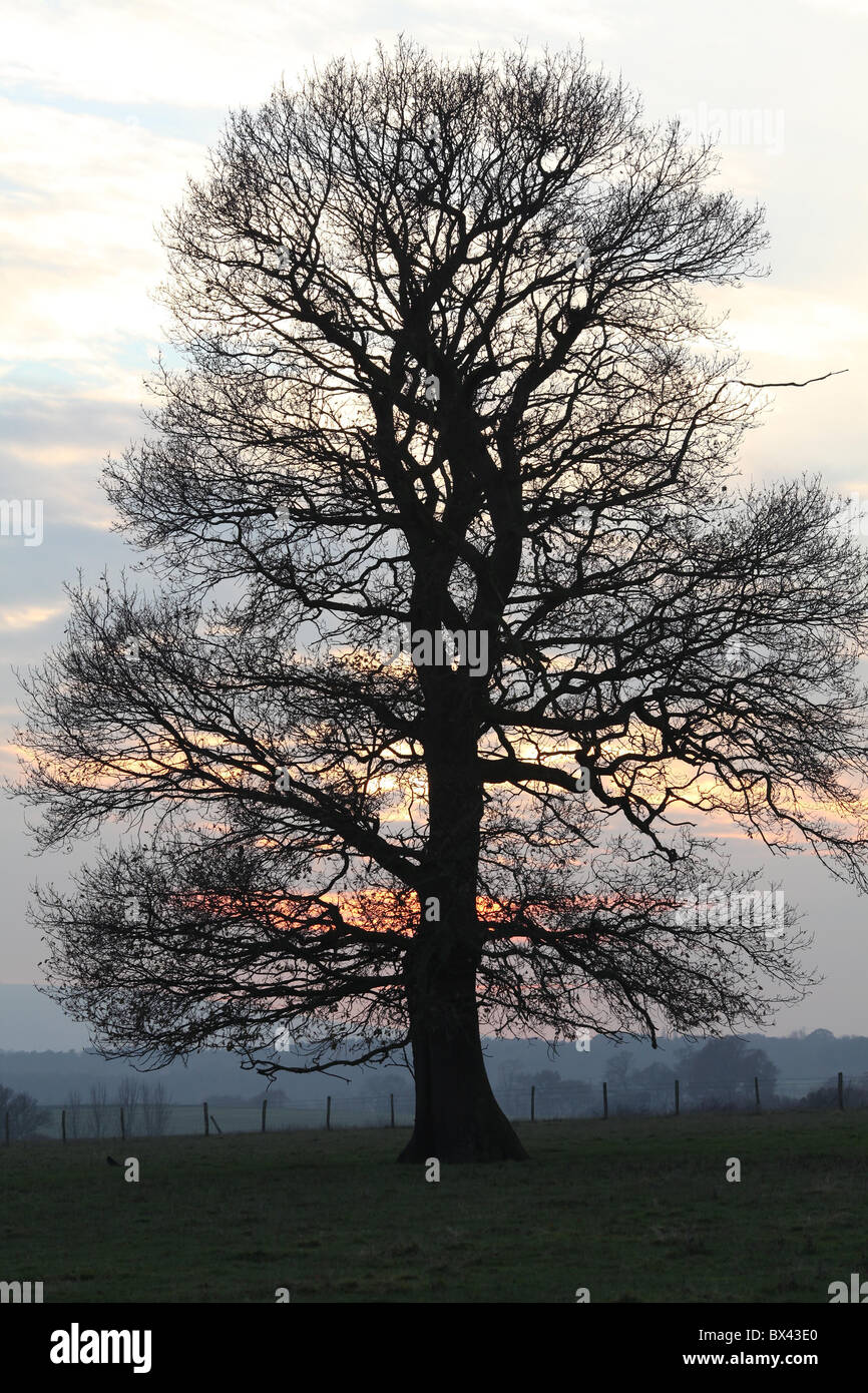 Oak tree at Sunset. Picture by Jamie Mann Stock Photo - Alamy