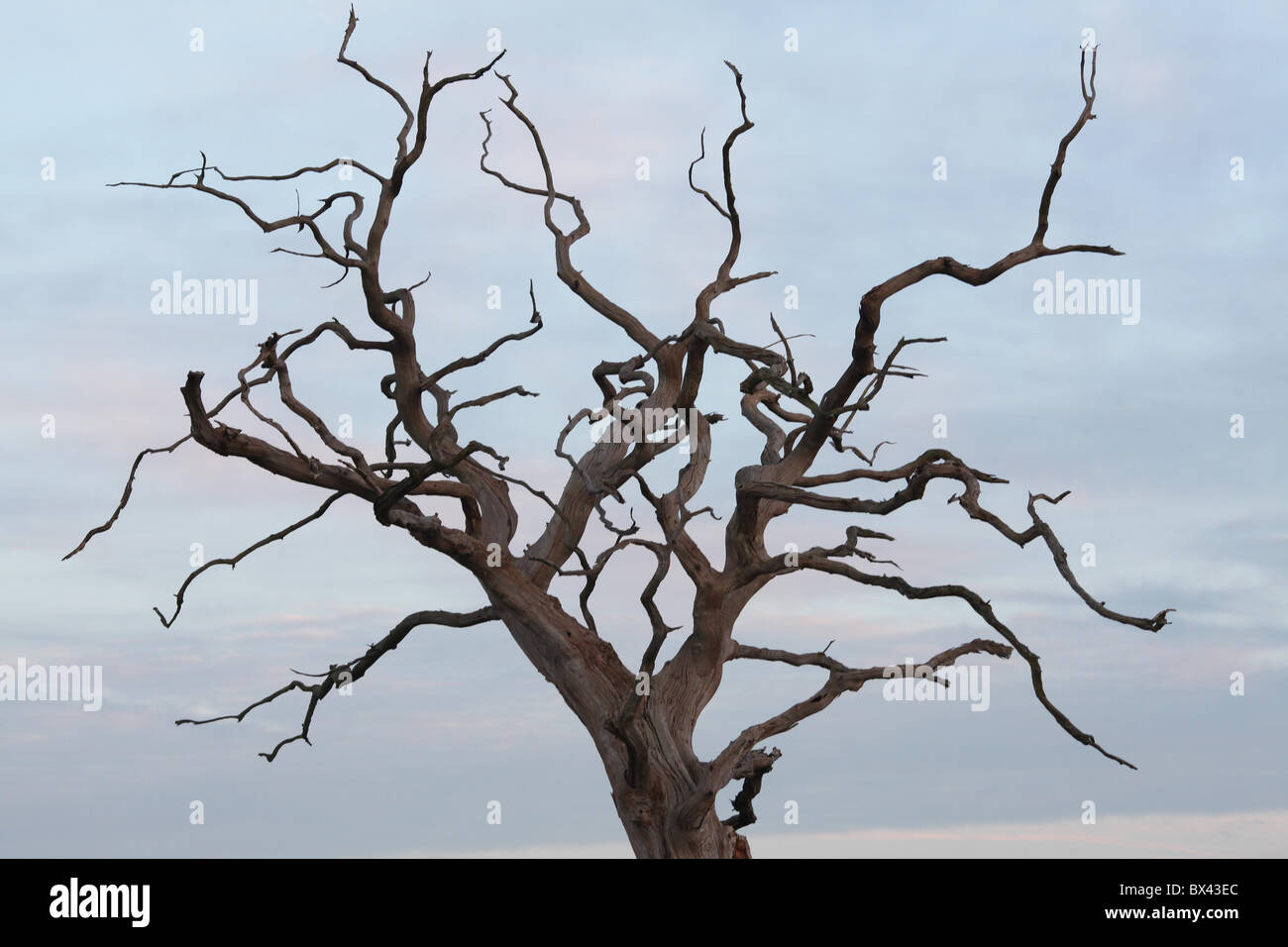 Dead timber hi-res stock photography and images - Alamy