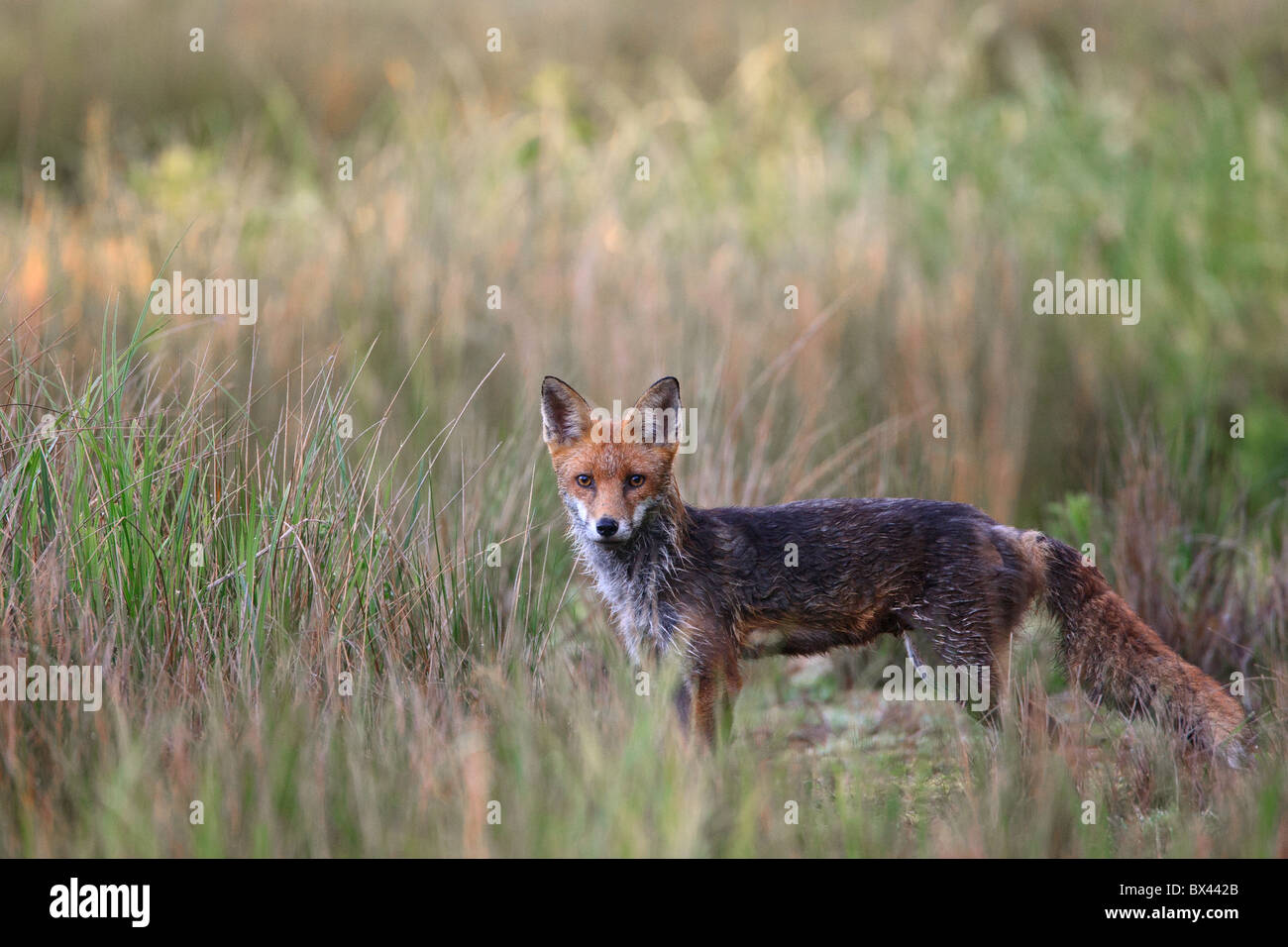 Fox standing hi-res stock photography and images - Alamy