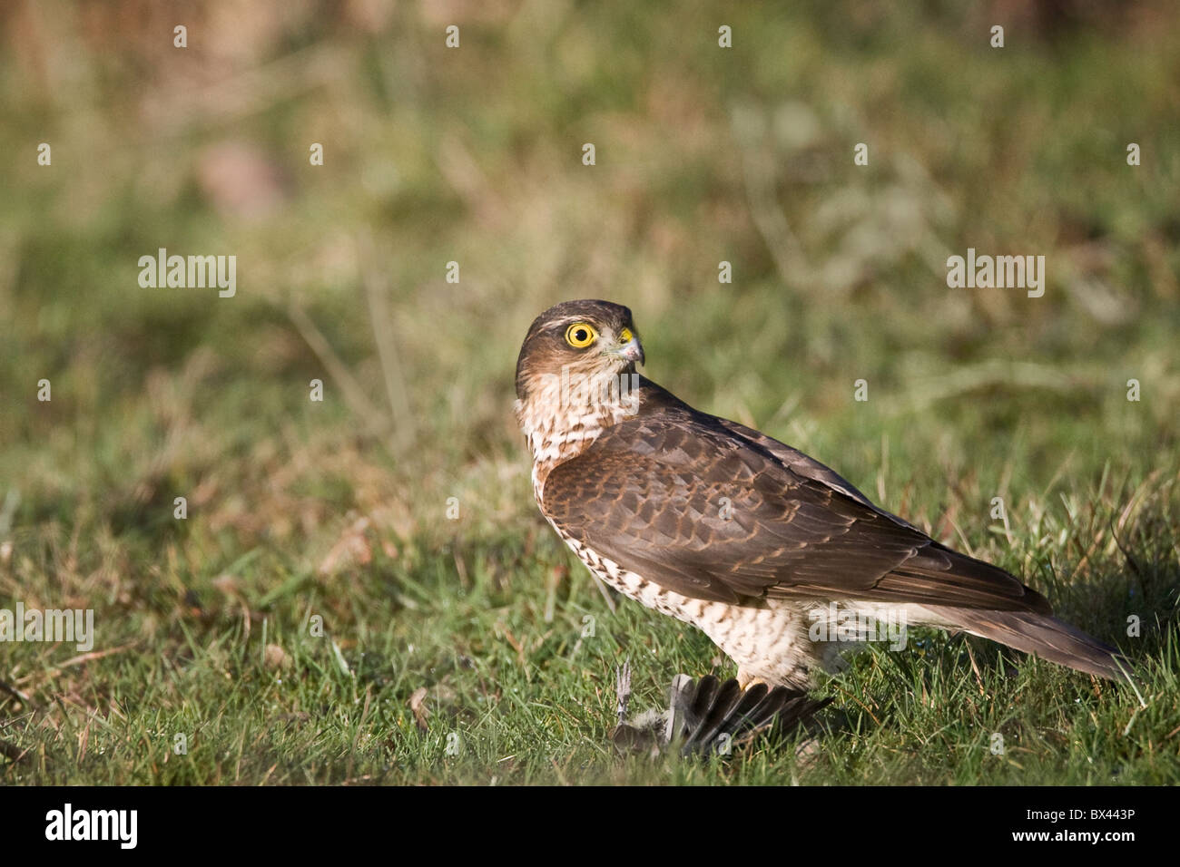 Sparrow hawk with prey Stock Photo - Alamy