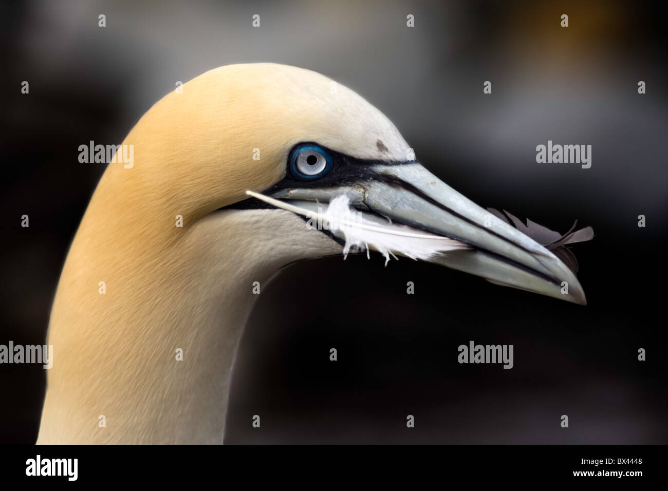 Gannet Head And Neck High Resolution Stock Photography and Images - Alamy
