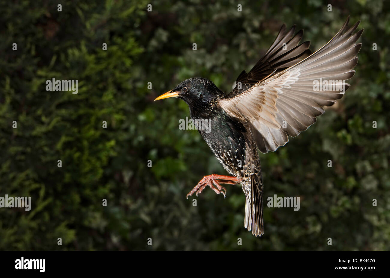 Starling in flight about to land on a perch Stock Photo - Alamy