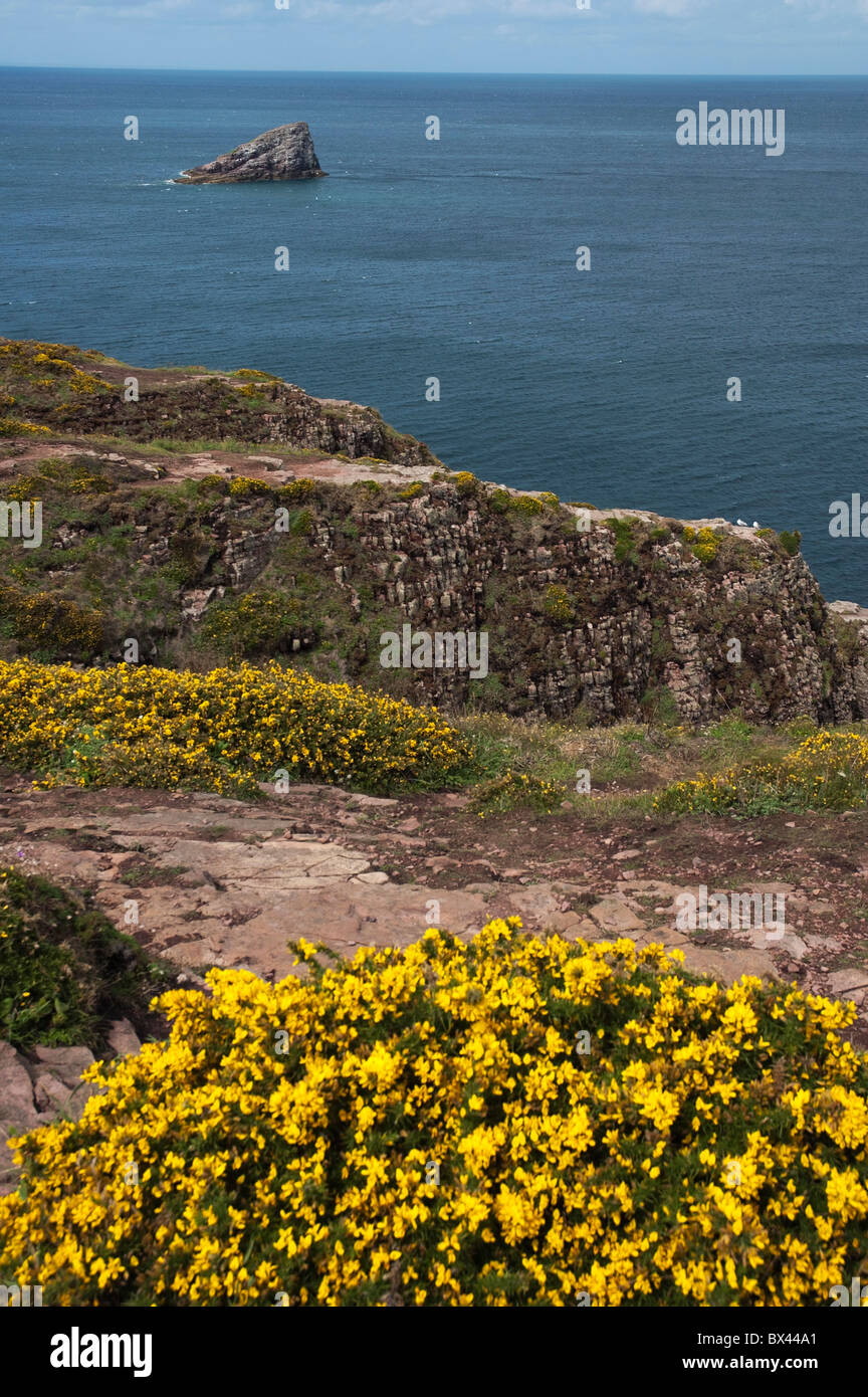 Wild flowers covering rocky sea cliffs Stock Photo - Alamy