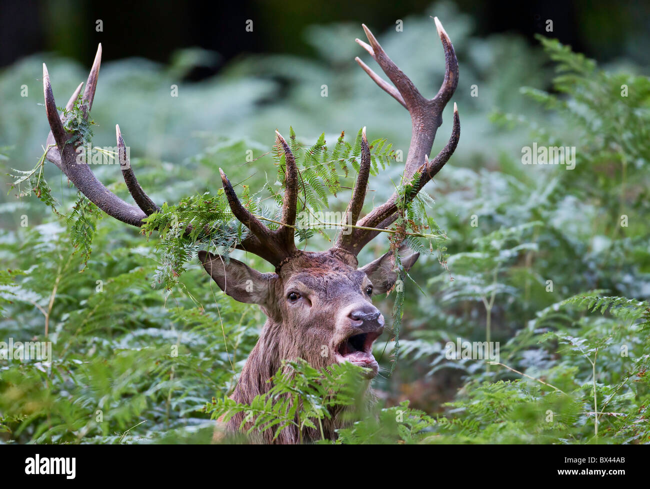 Red deer stag roaring Stock Photo - Alamy
