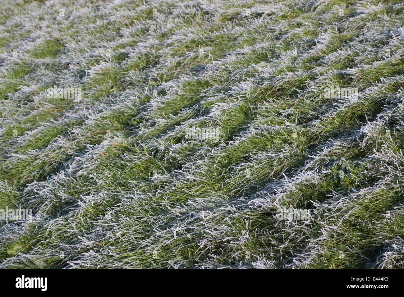 Frost on grass Stock Photo - Alamy