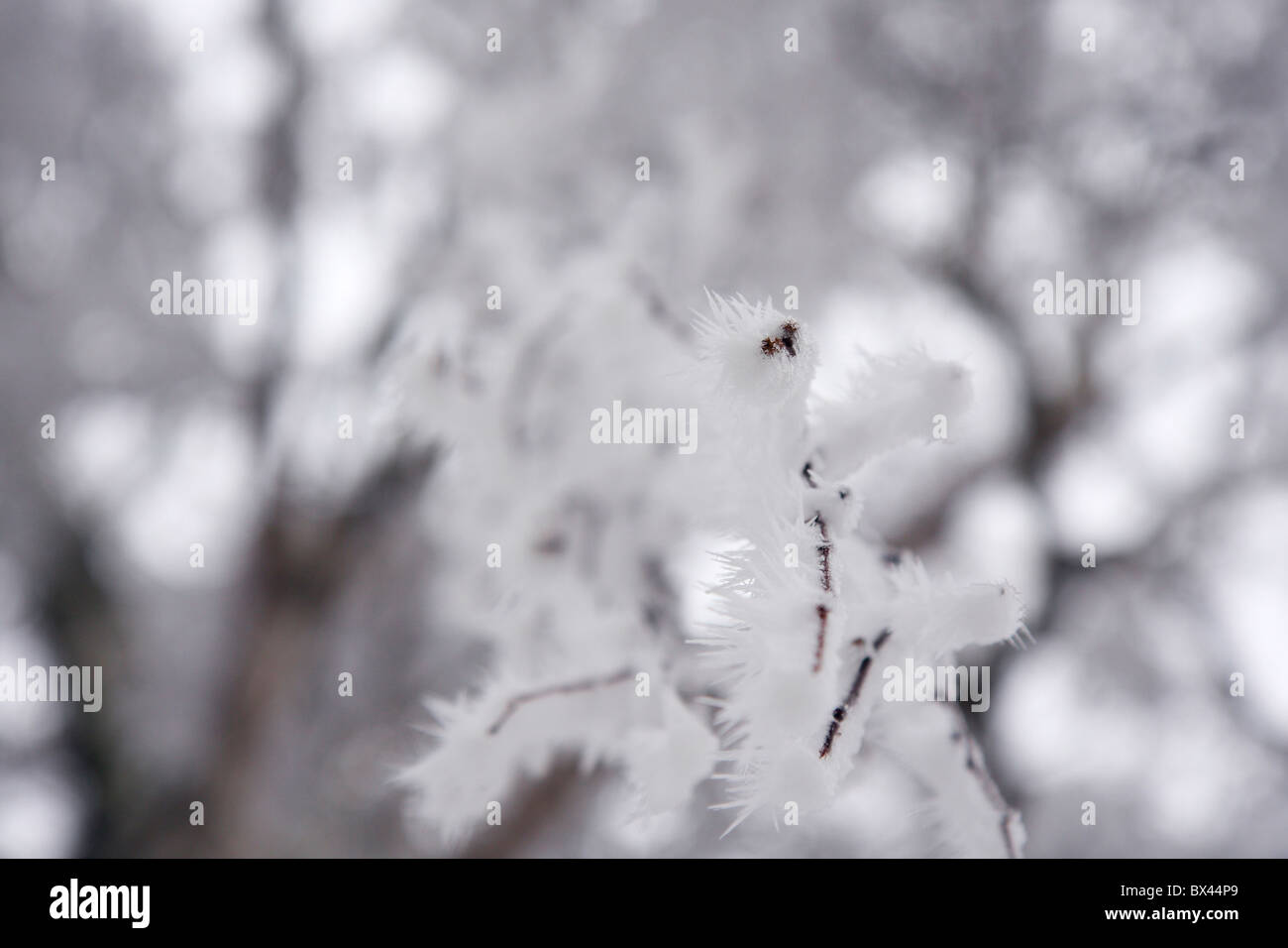 Abstract close up shot of hoar frost on a tree Stock Photo - Alamy