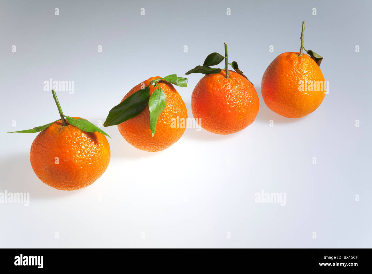 Hesperidium fruit hi-res stock photography and images - Alamy