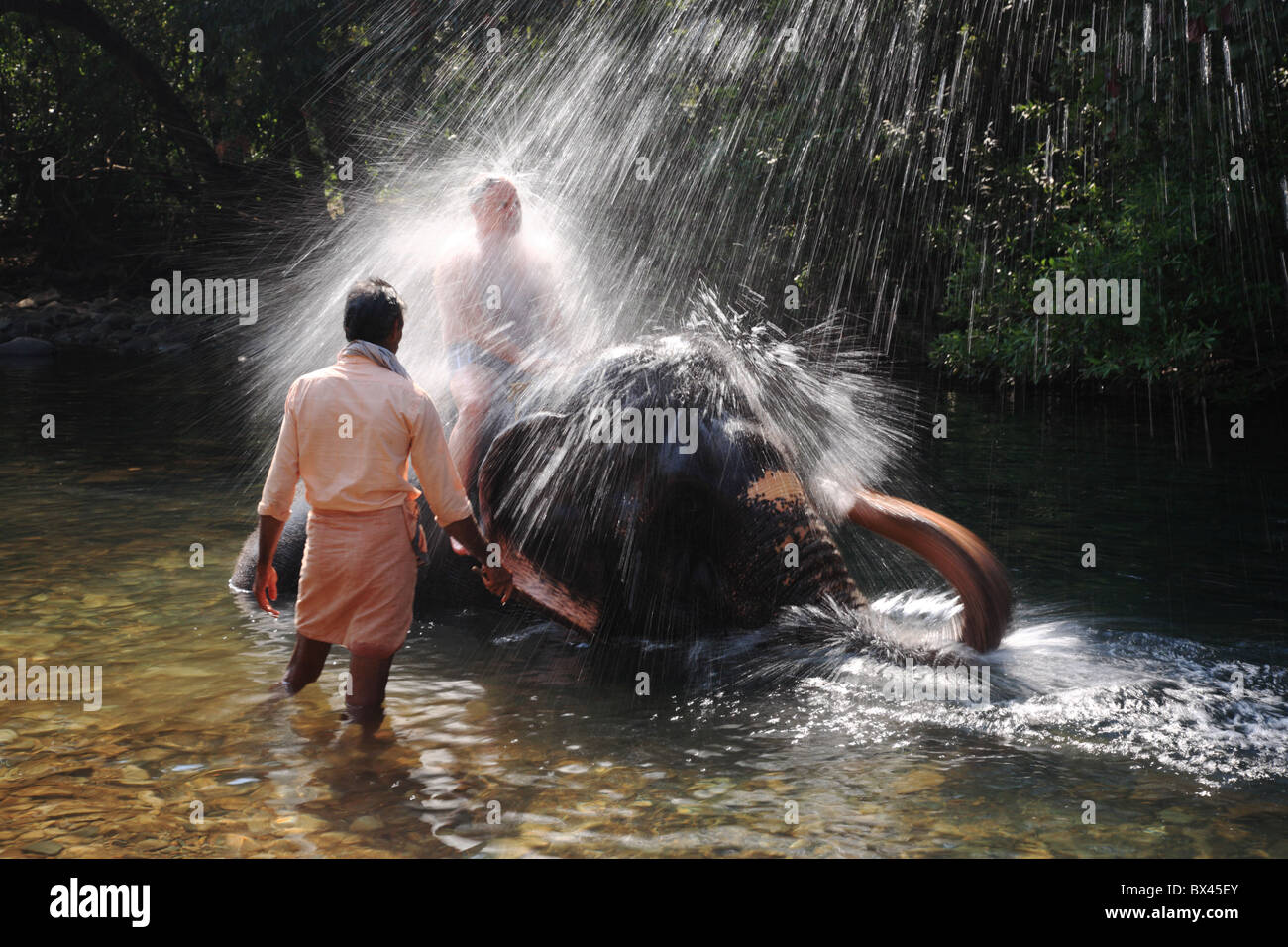 Indian elephant playing in the river spraying a tourist in Goa, India ...