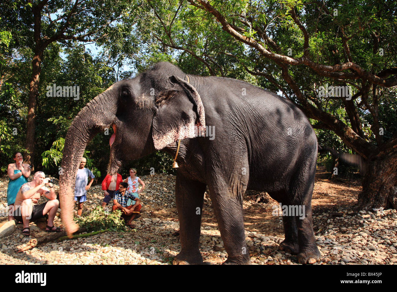 Elephant posing for tourists in Goa, India Stock Photo - Alamy