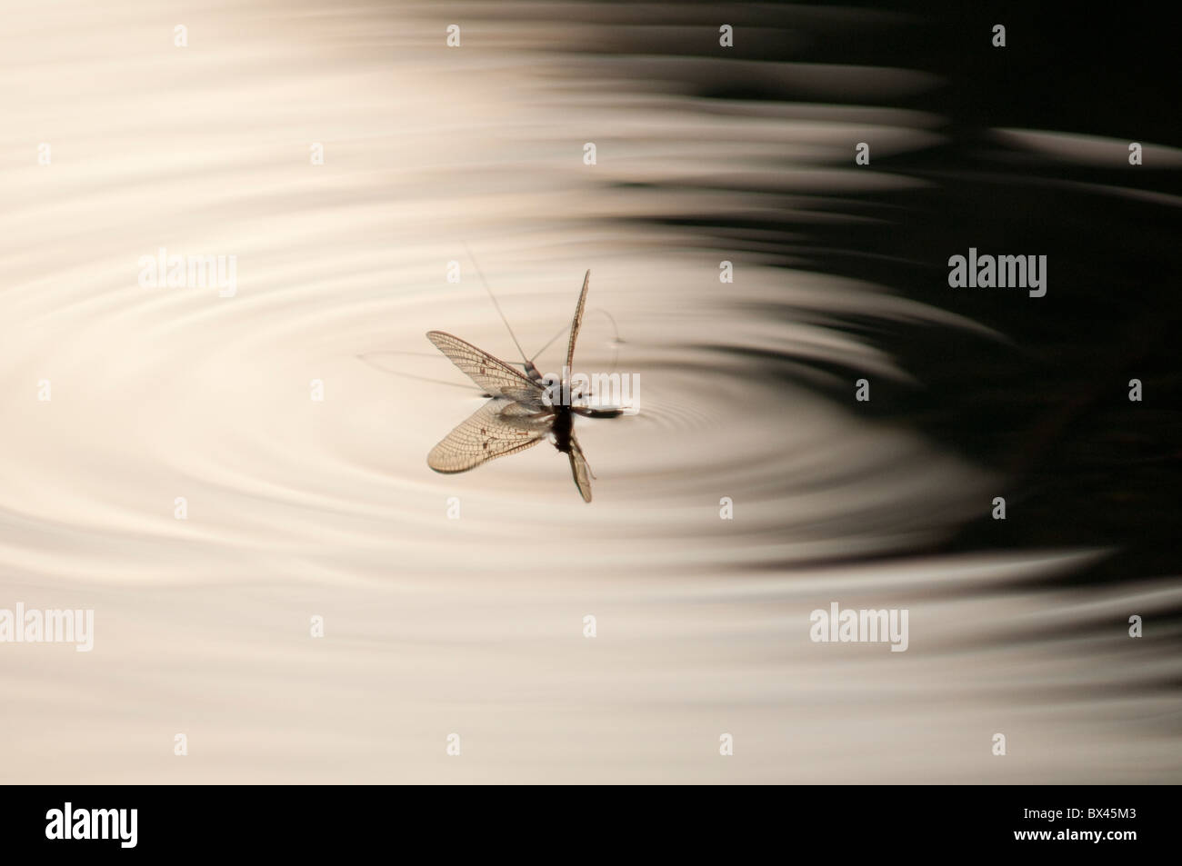 Mayfly hi-res stock photography and images - Alamy