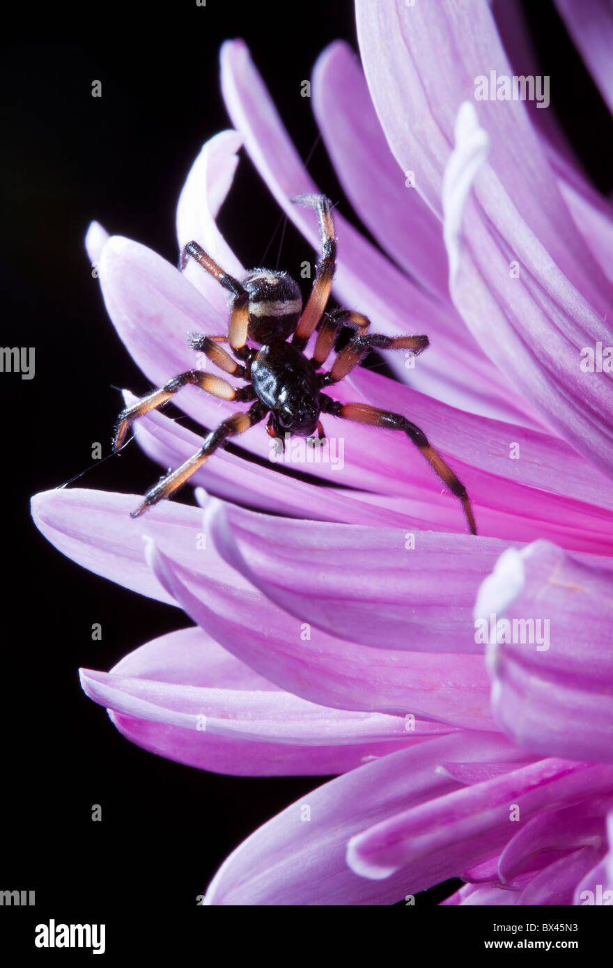 spider on flower on black background Stock Photo - Alamy