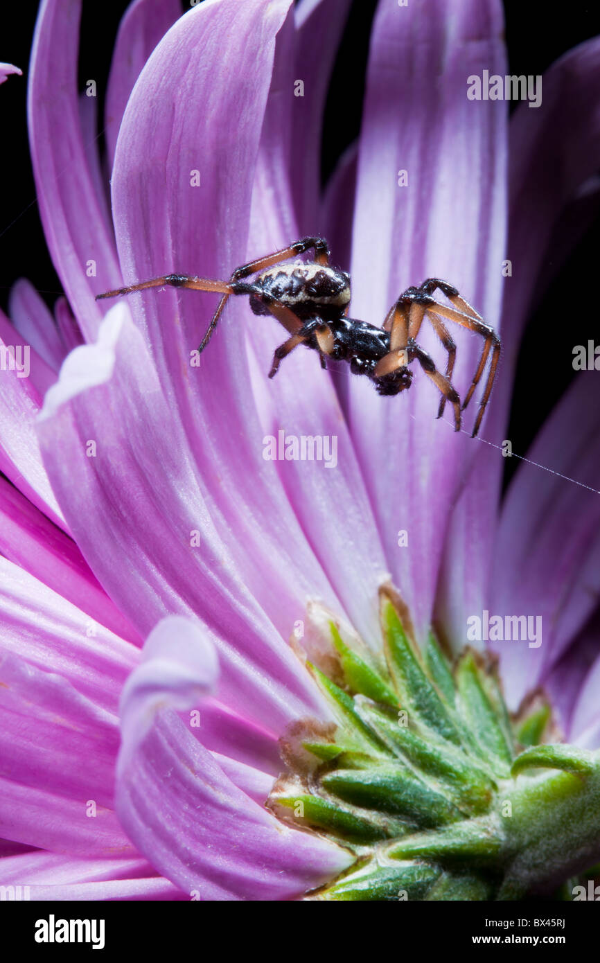 spider on flower on black background Stock Photo - Alamy