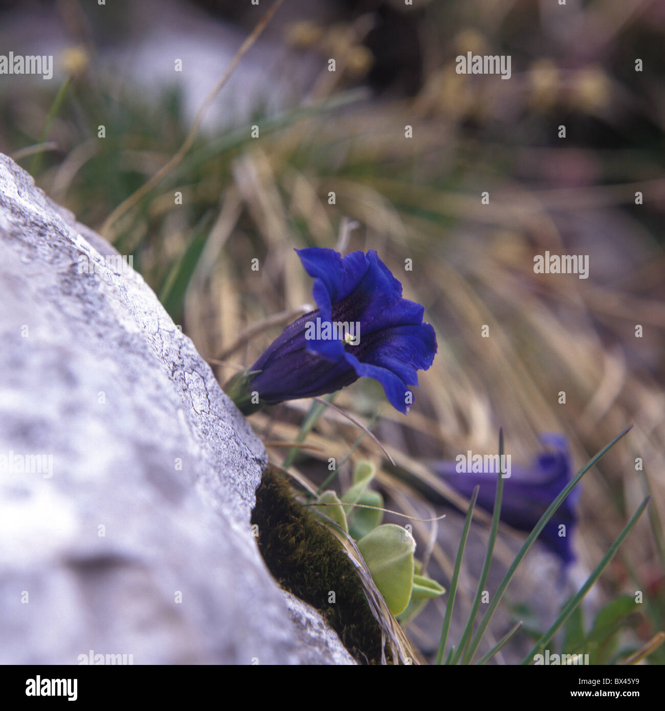 gentian blossom blue flower Alpine flora Switzerland Europe Alpstein ...