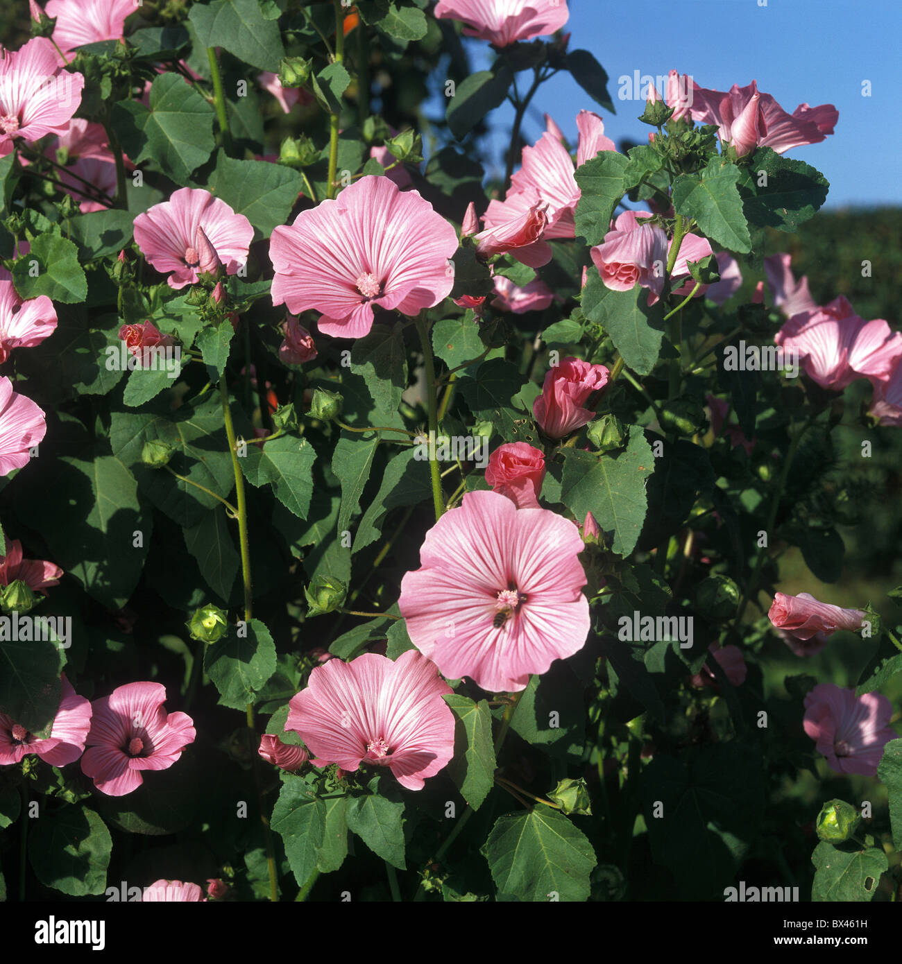 plants cultural plants vetch blossoms pink sky garden Stock Photo - Alamy