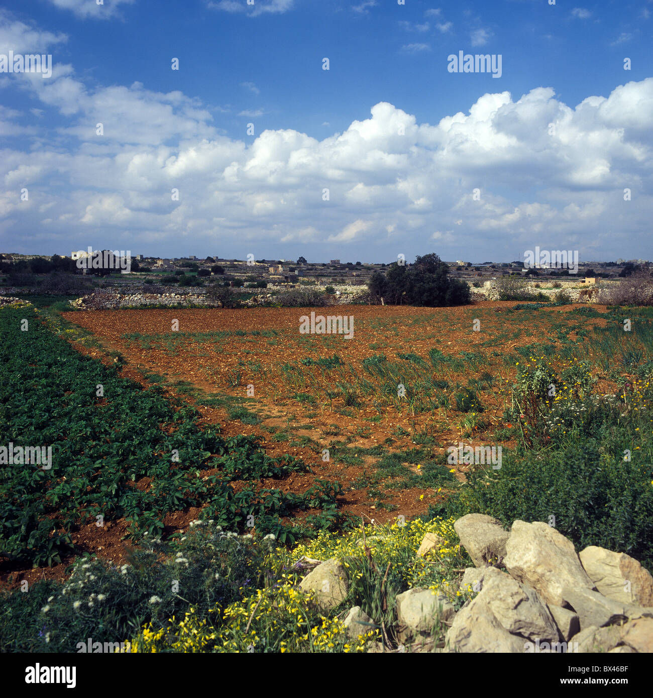 Malta scenery landscape field fields stone embankments to rears sterns ...
