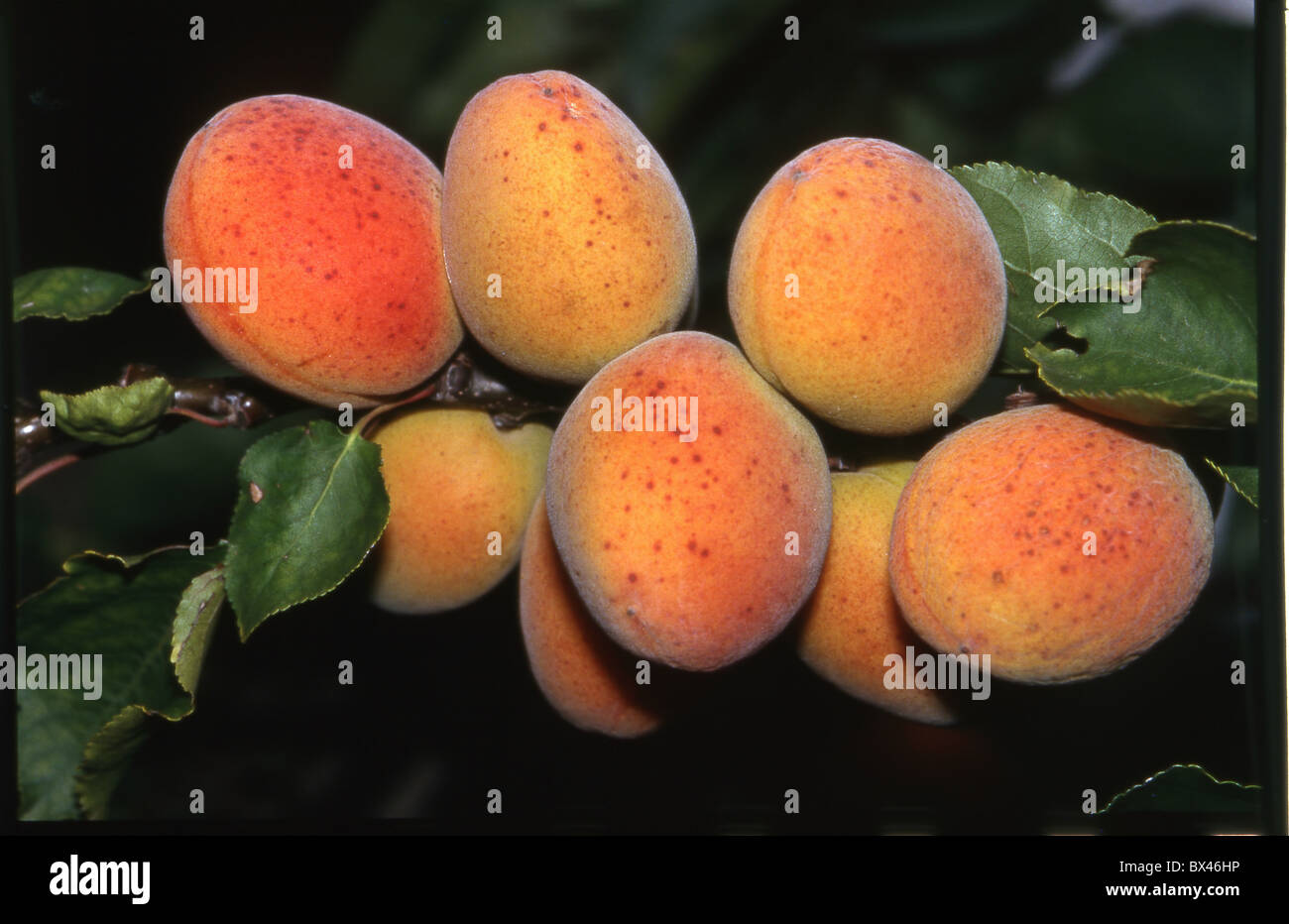 apricots fruit ripely branch apricot tree Stock Photo - Alamy
