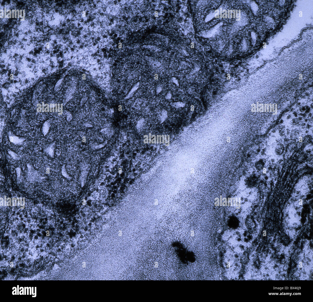 tobacco cells tobacco cells micro photography macro microscopy Stock ...