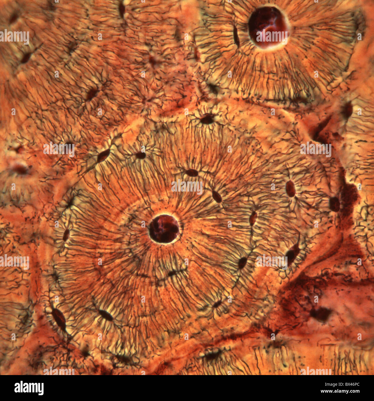 bones detail bone fabric Osteone micro photography macro microscopy ...