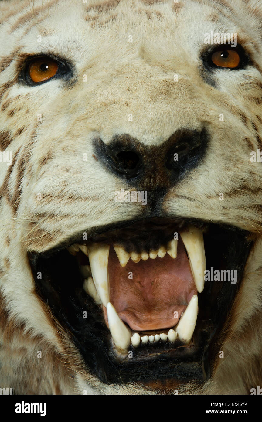 Tiger teeth hi-res stock photography and images - Alamy