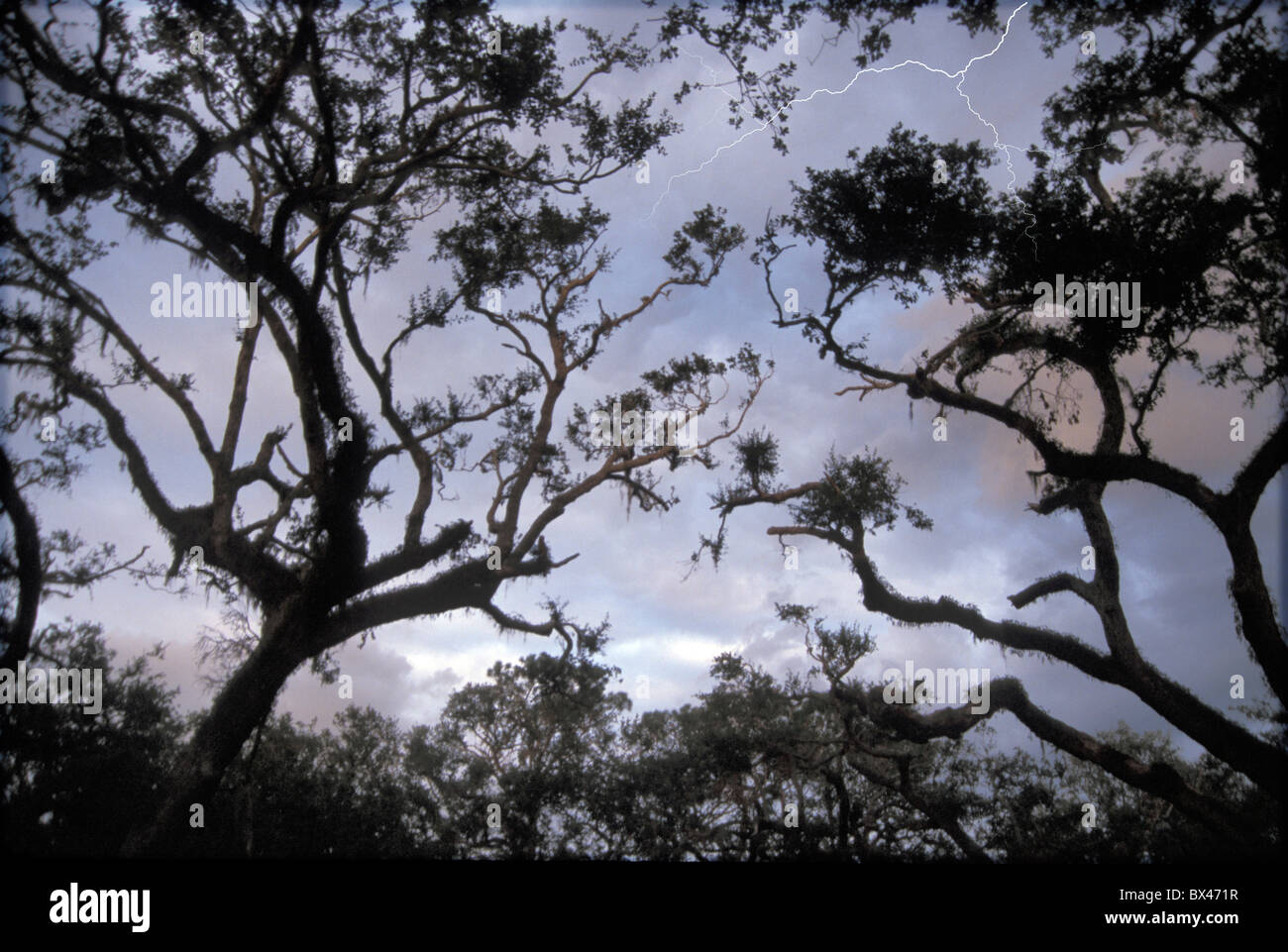 thunderstorms flash storm storm wood trees tops of a tree dusk twilight ...