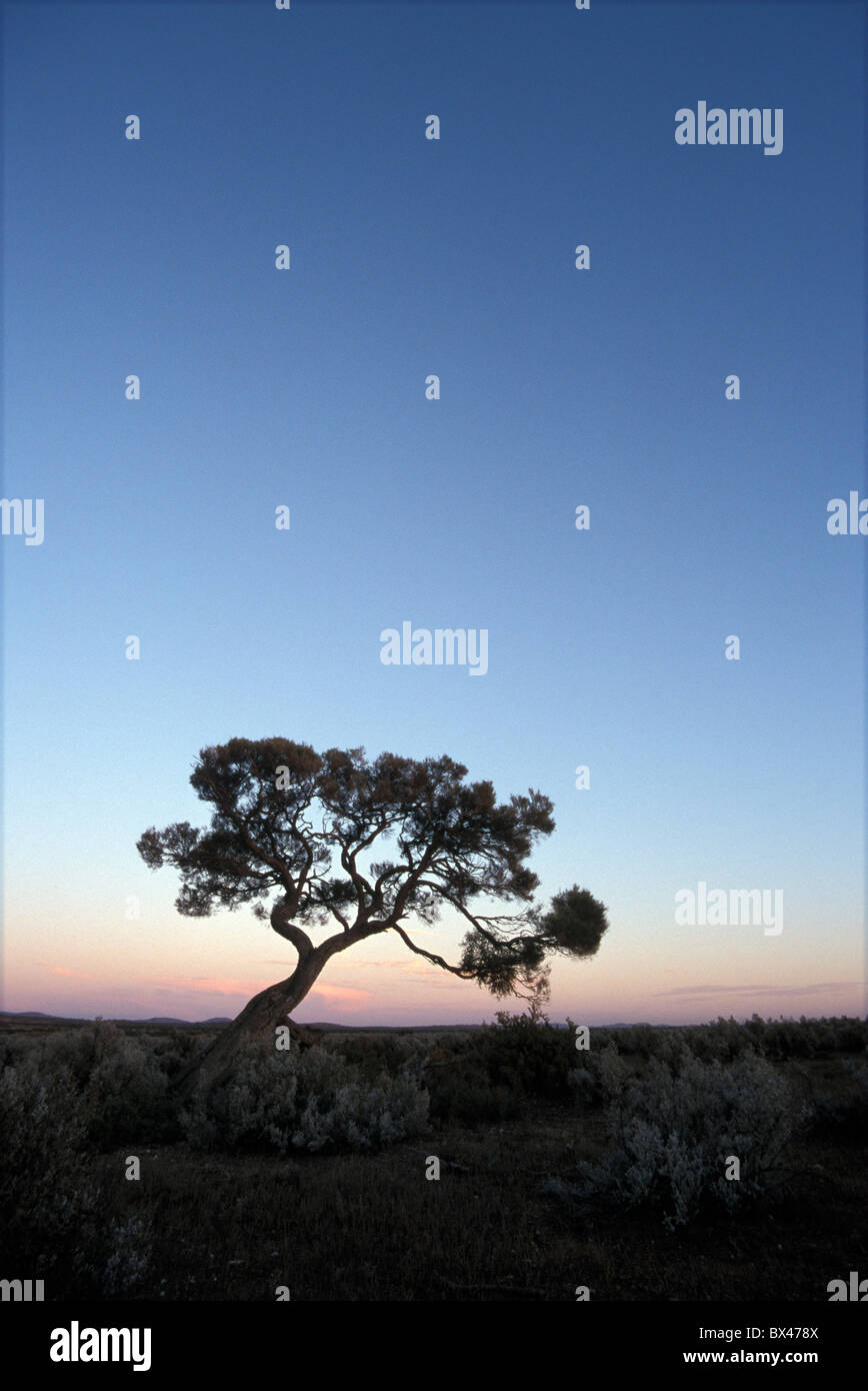 savanna tree individual scenery landscape Massai Mara national park ...