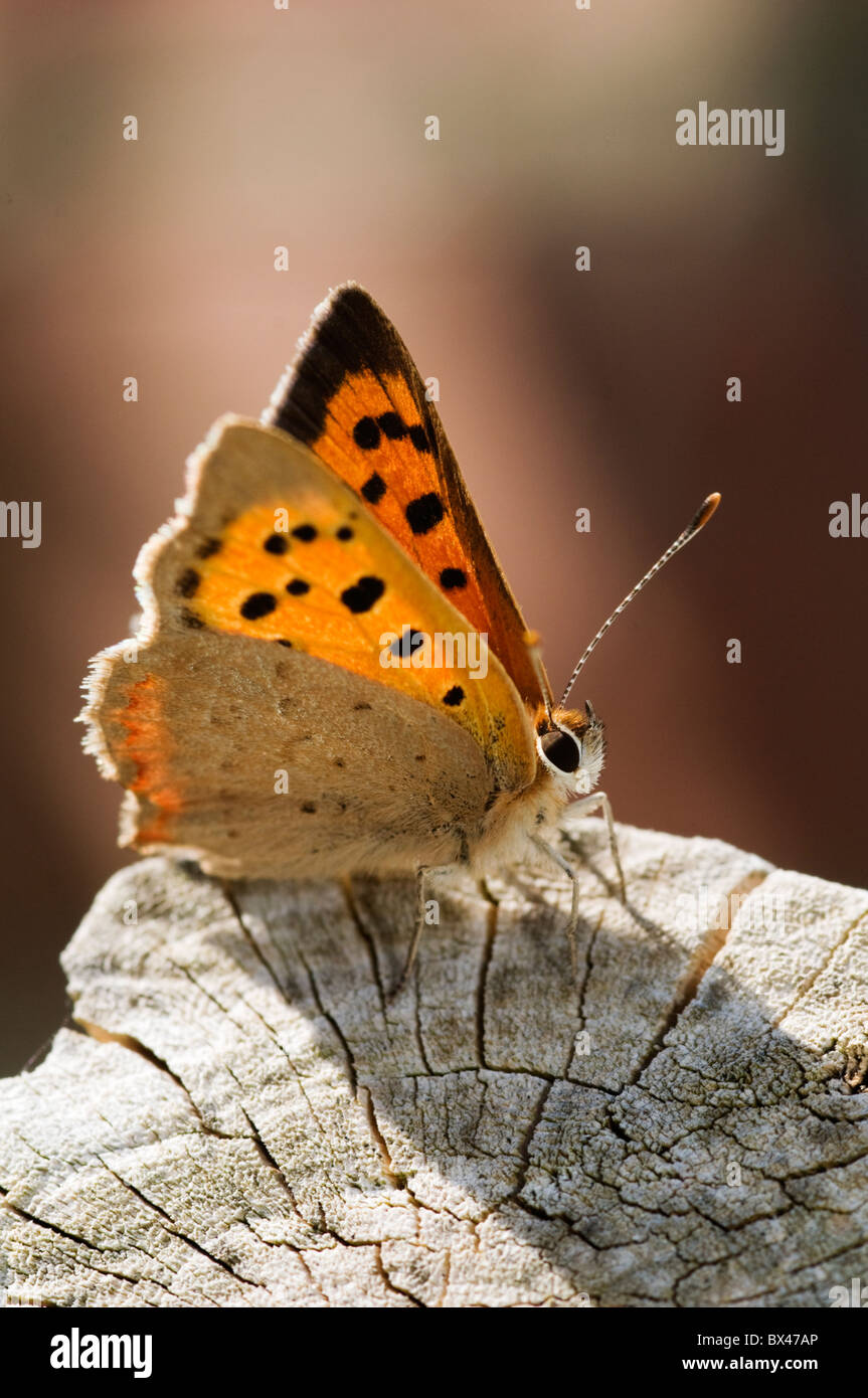 A Small Copper Butterfly, Lycaena phlaeas, sitting in the sunshine on ...
