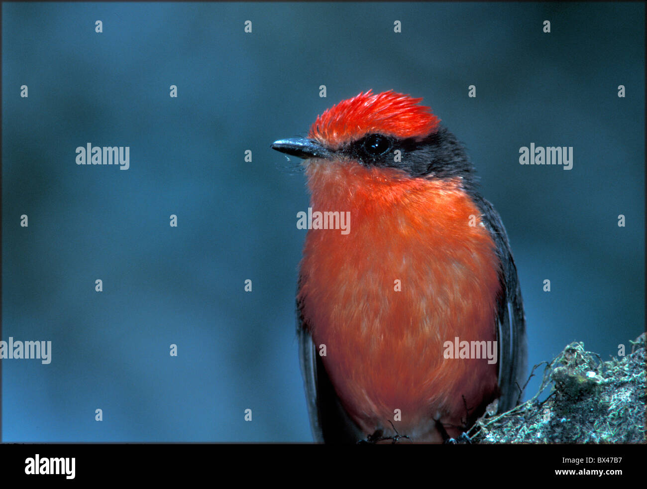 ruby tyrant Pyrocephalus rubinus ruby brains bird Stock Photo - Alamy