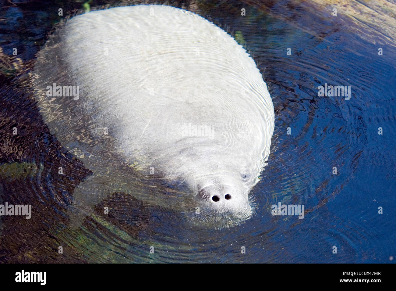 Caribbean Manati Trichechus manatus lake cow water Stock Photo - Alamy