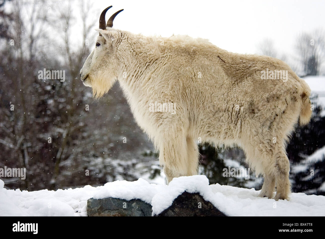 snow nanny goat mountain nanny goat Oreamnos americanus winter snow ...
