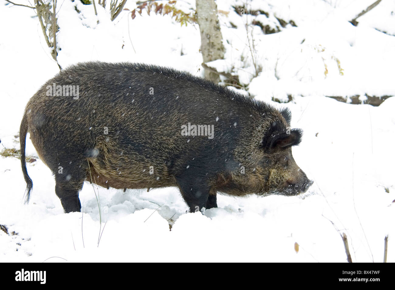 wild boar winter snow pig animal Stock Photo - Alamy