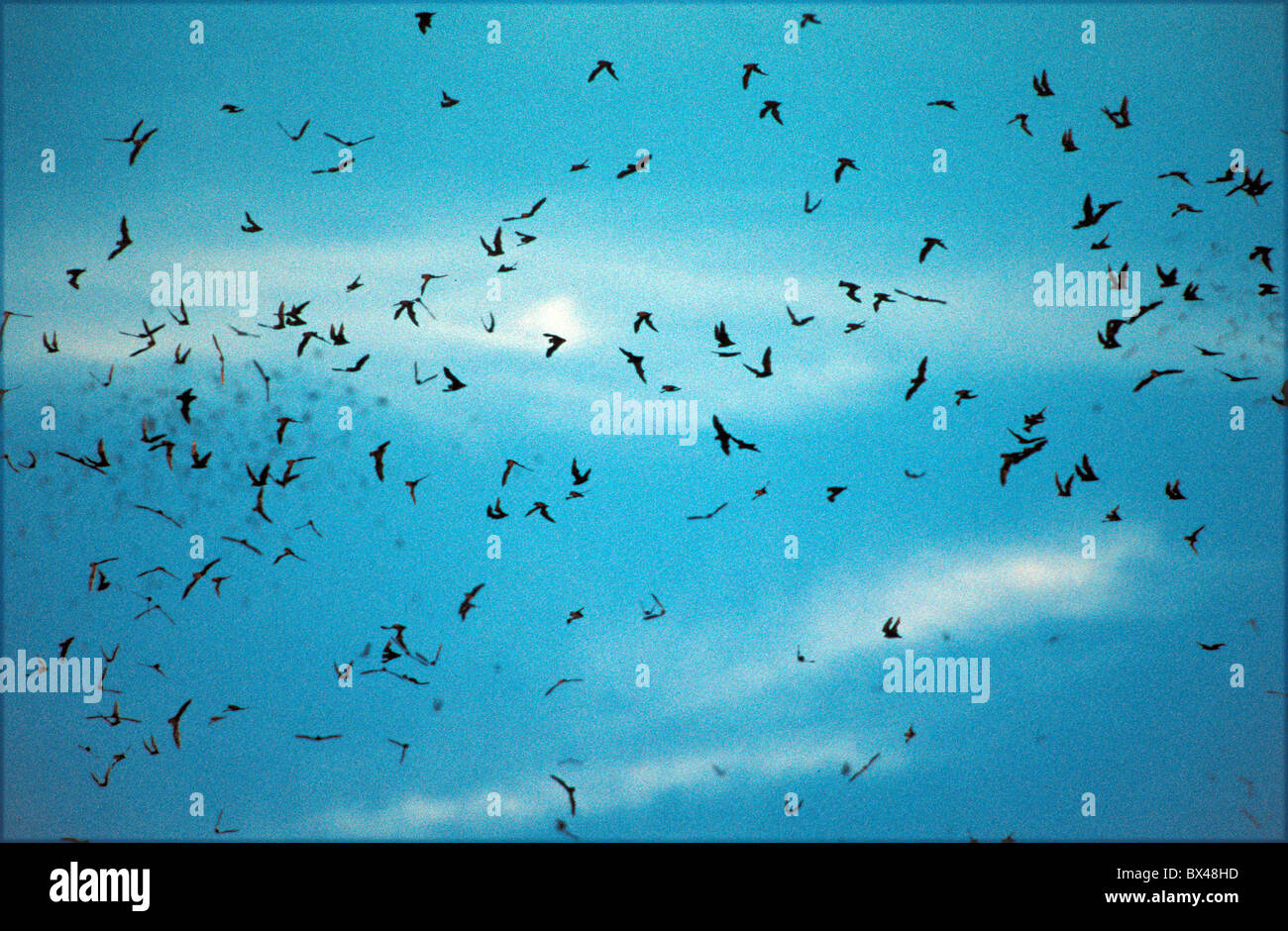 flying fox fruitbat swarm flying dusk twilight sky Stock Photo - Alamy