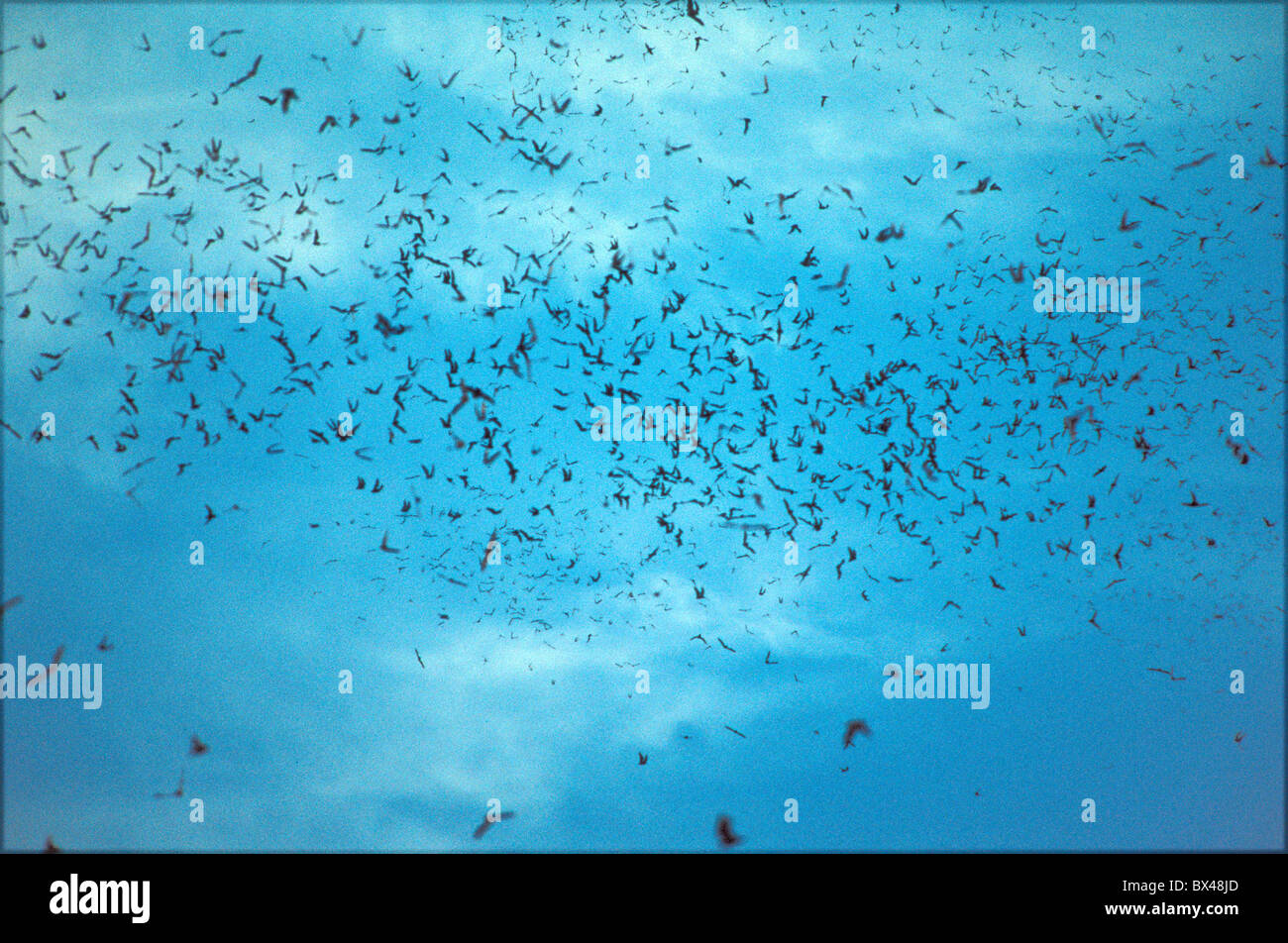 flying fox fruitbat swarm flying dusk twilight sky Stock Photo - Alamy