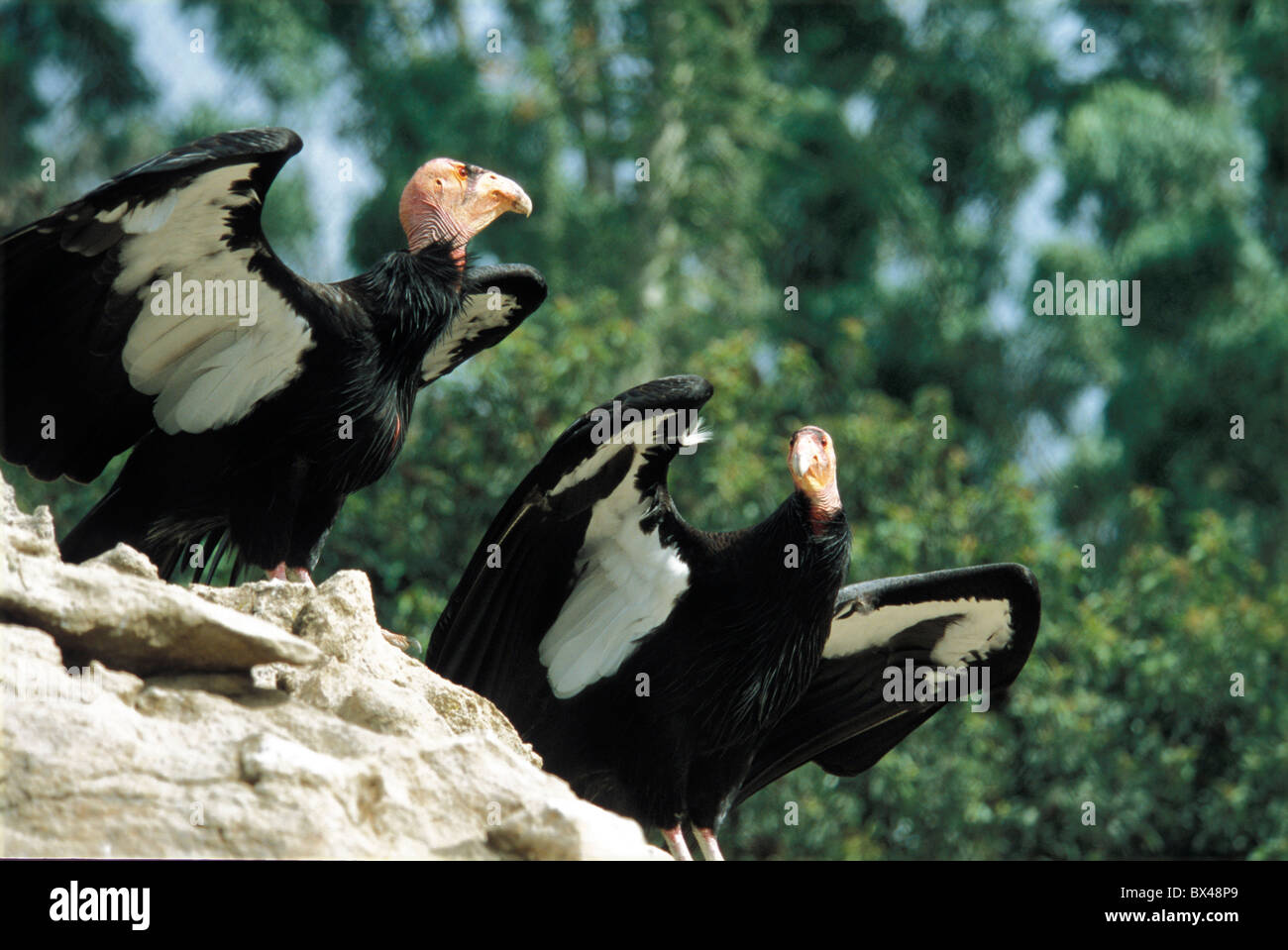 Condor two hi-res stock photography and images - Alamy