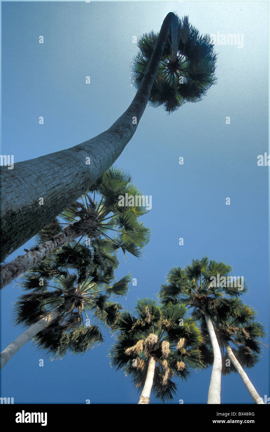 palm trees sky blue fish eye Stock Photo - Alamy
