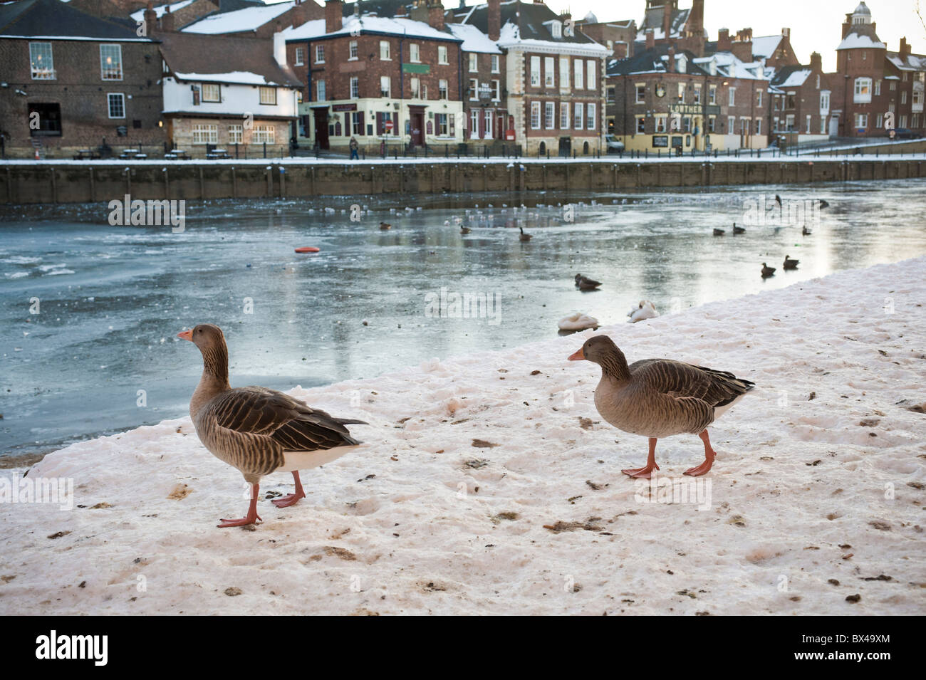 Greylag geese walking on frozen snow on the bank of the river Ouse ...