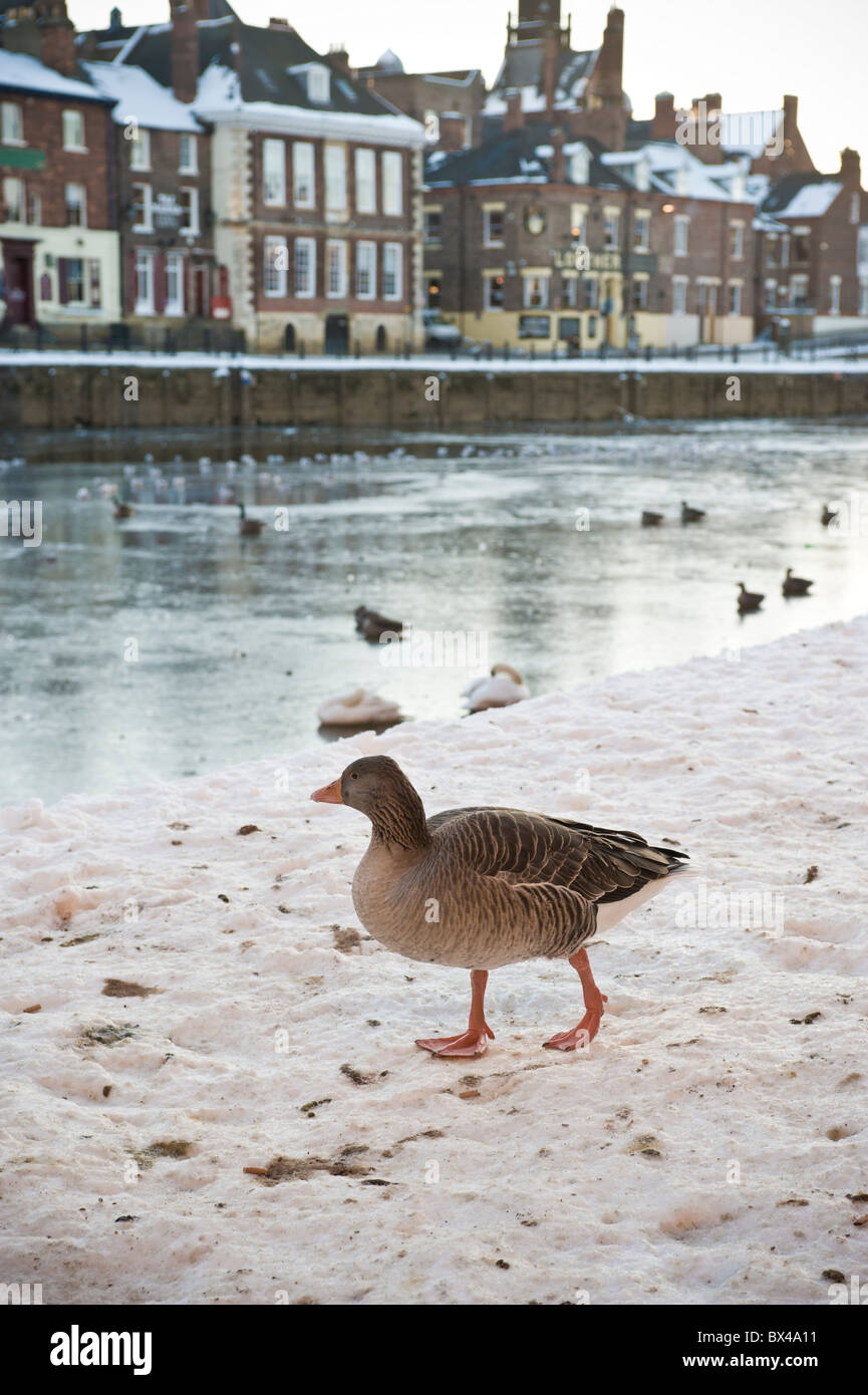 Greylag goose walking in the frozen snow on Queen's Staith, York, with ...