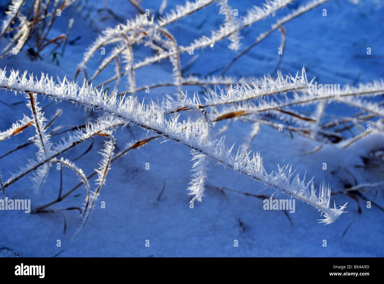 ice crystals on blades of grass Stock Photo - Alamy
