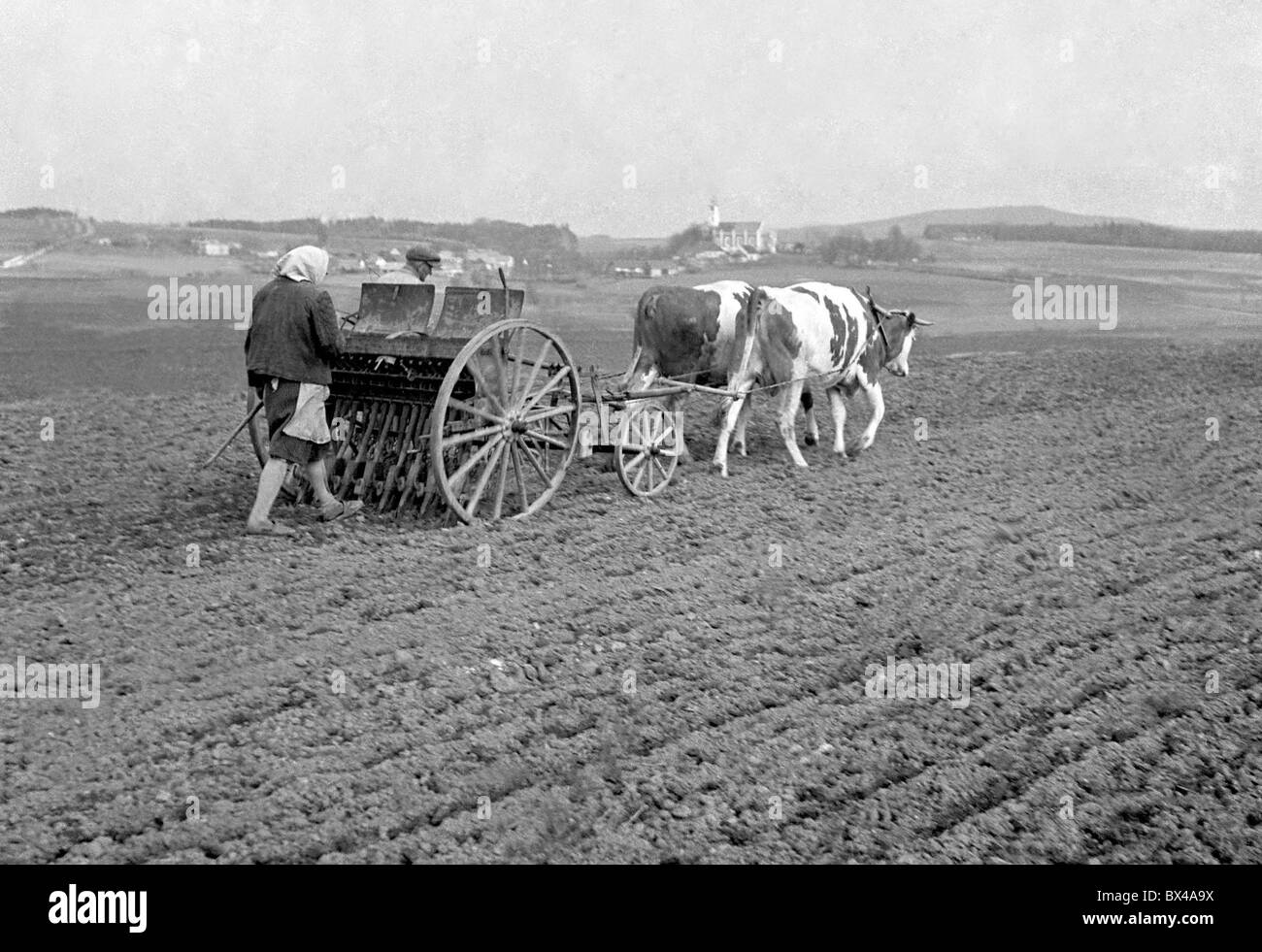 Czechoslovakia - 1949. Cooperative farmer walks behind oxen pulled ...