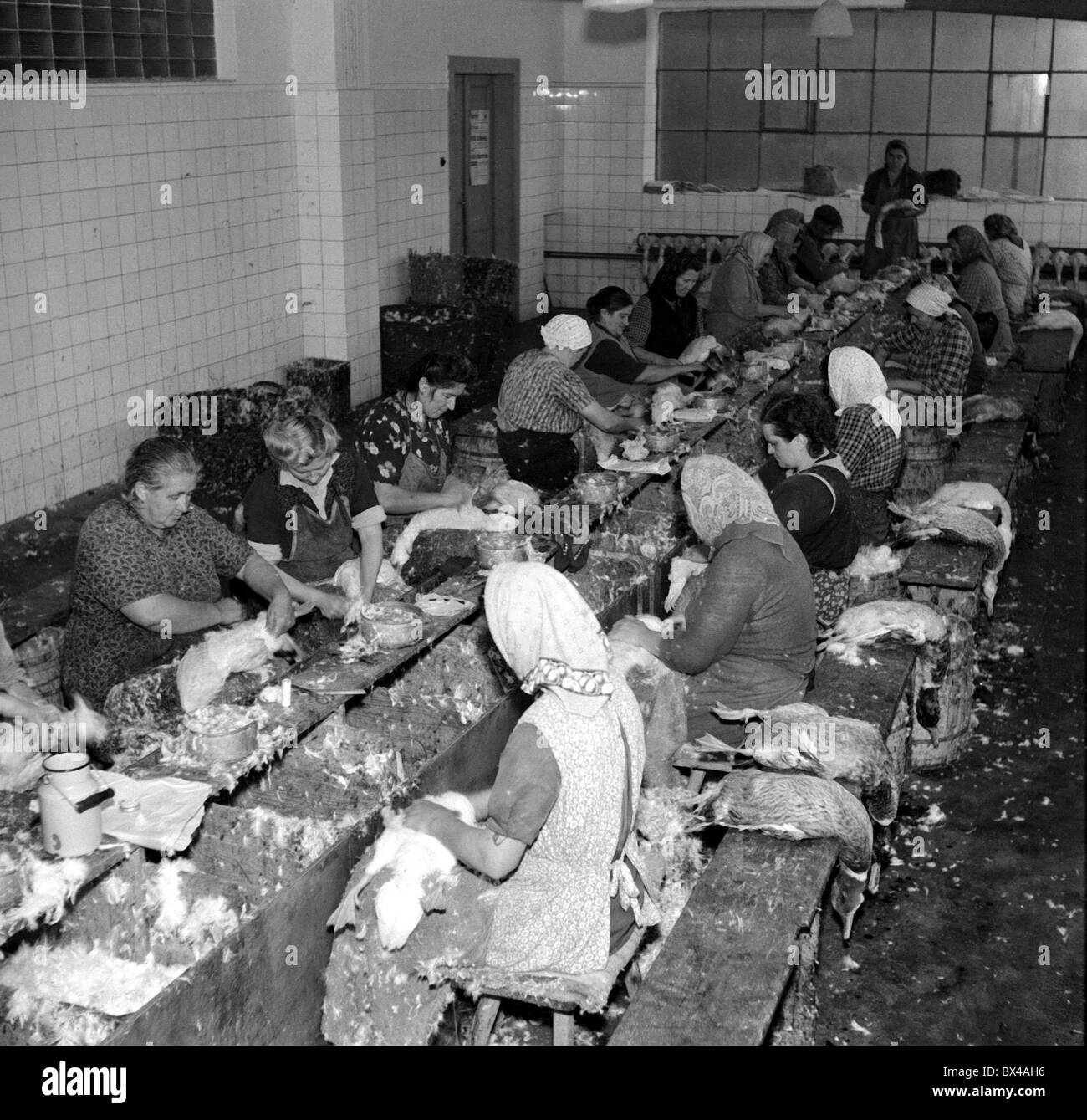 Plucking a goose hi-res stock photography and images - Alamy