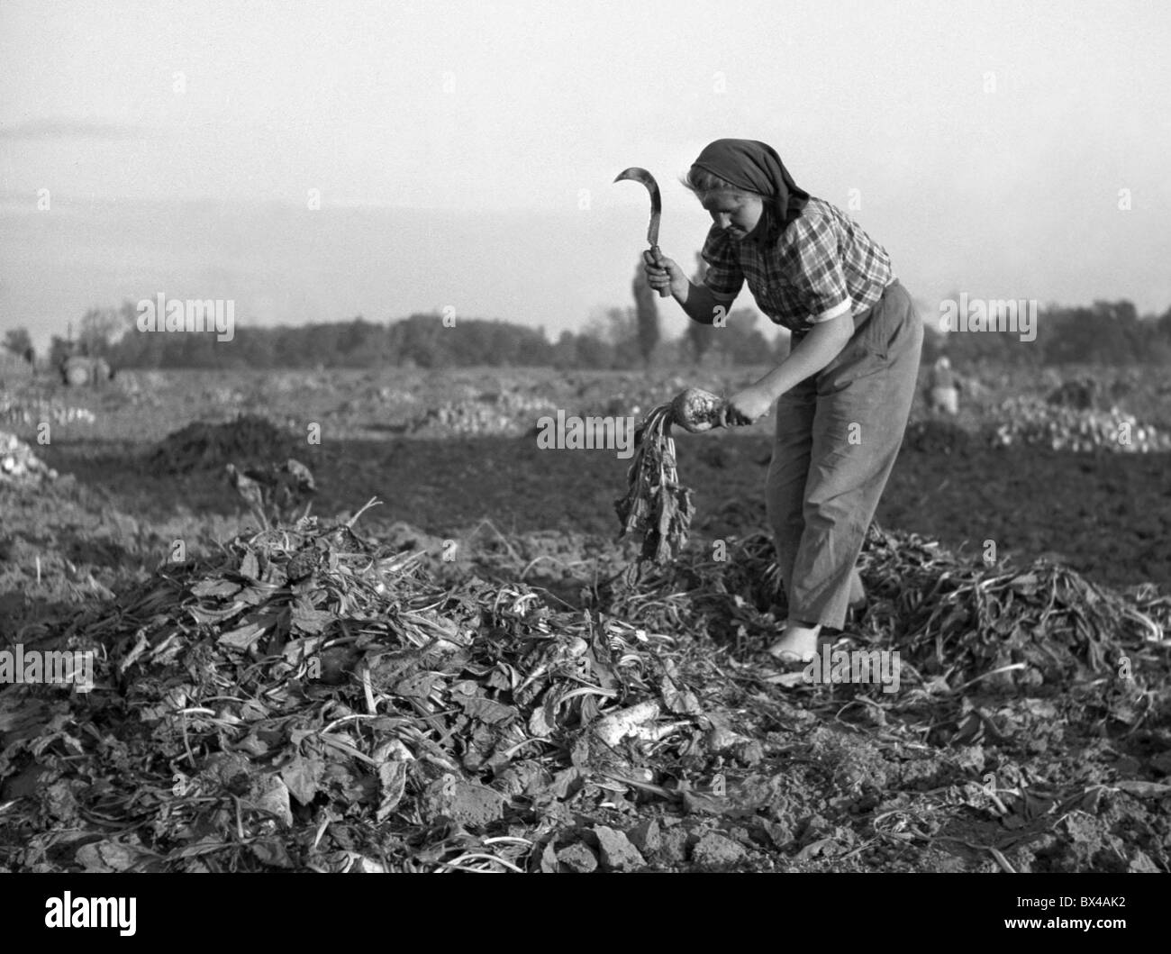 Sugar beets Black and White Stock Photos & Images - Alamy