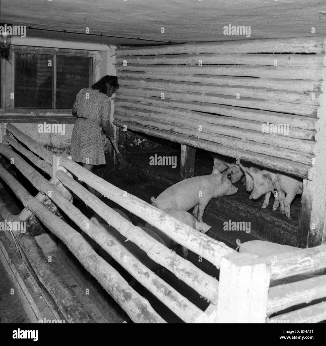 Czechoslovakia, pig sty is being cleaned. CTK Vintage Photo Stock Photo ...