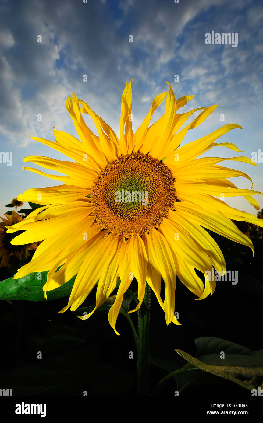 single large sunflower sunset bloomimg Stock Photo - Alamy